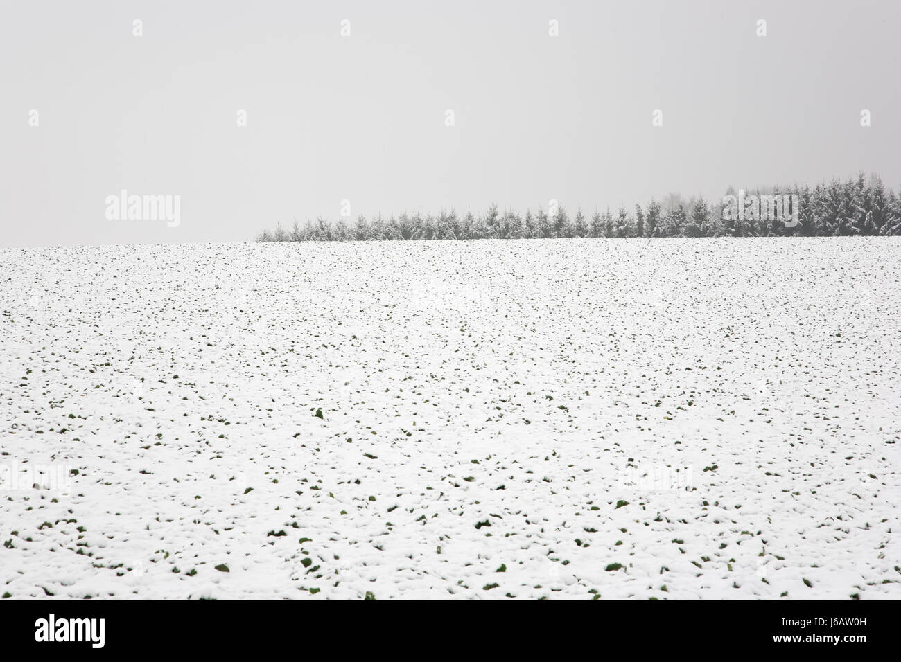 tree trees winter fields acre snow scenery countryside nature forest ...