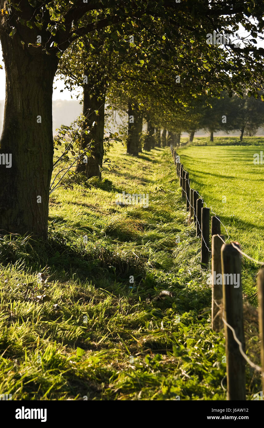 tree trees sunshine october lawn green nature fall autumn leaf ...