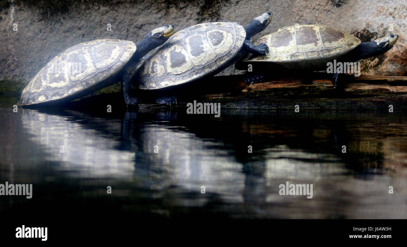 Back of tortoise hi-res stock photography and images - Alamy