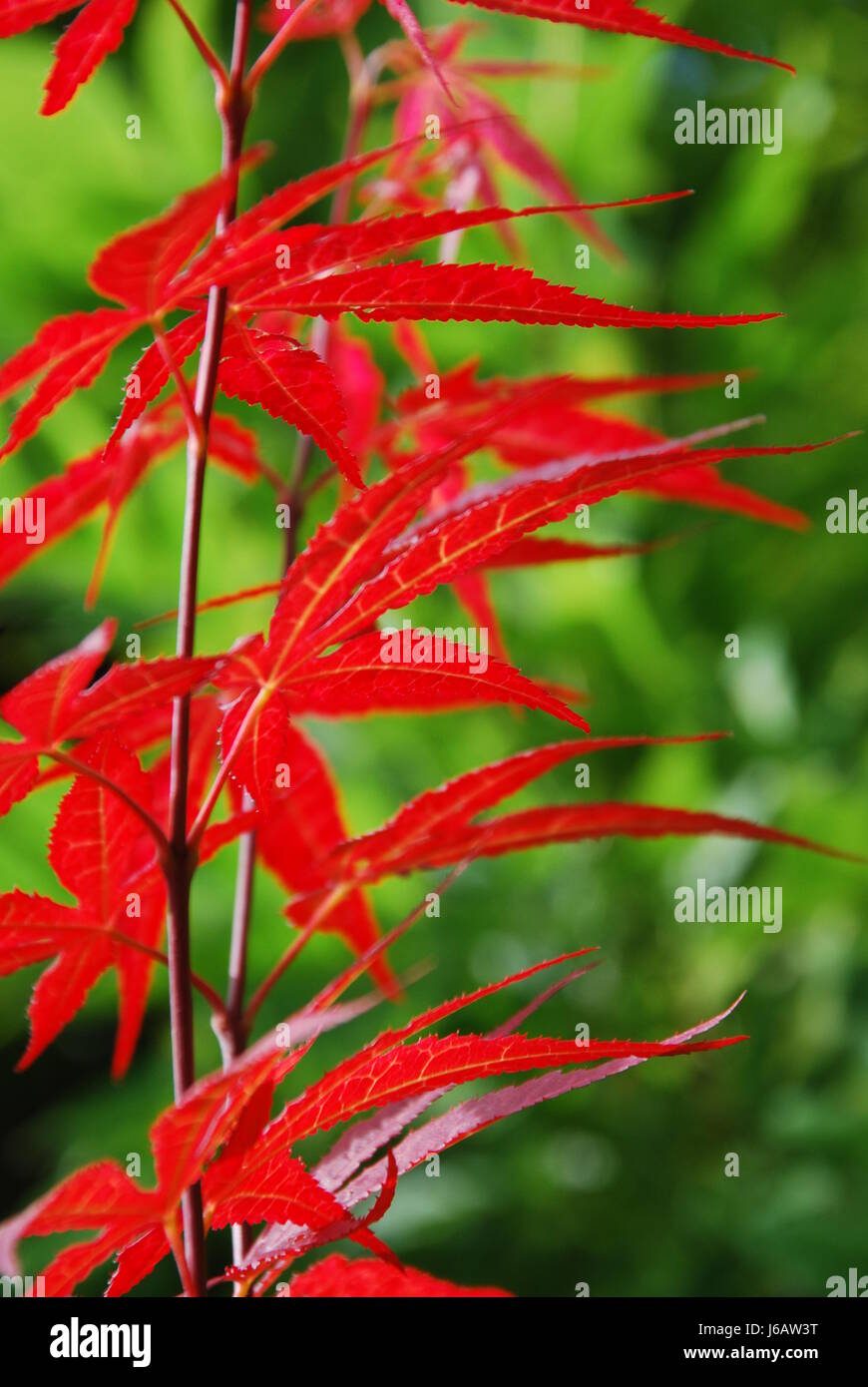 Japanese Maple Autumn Fire High Resolution Stock Photography and Images ...