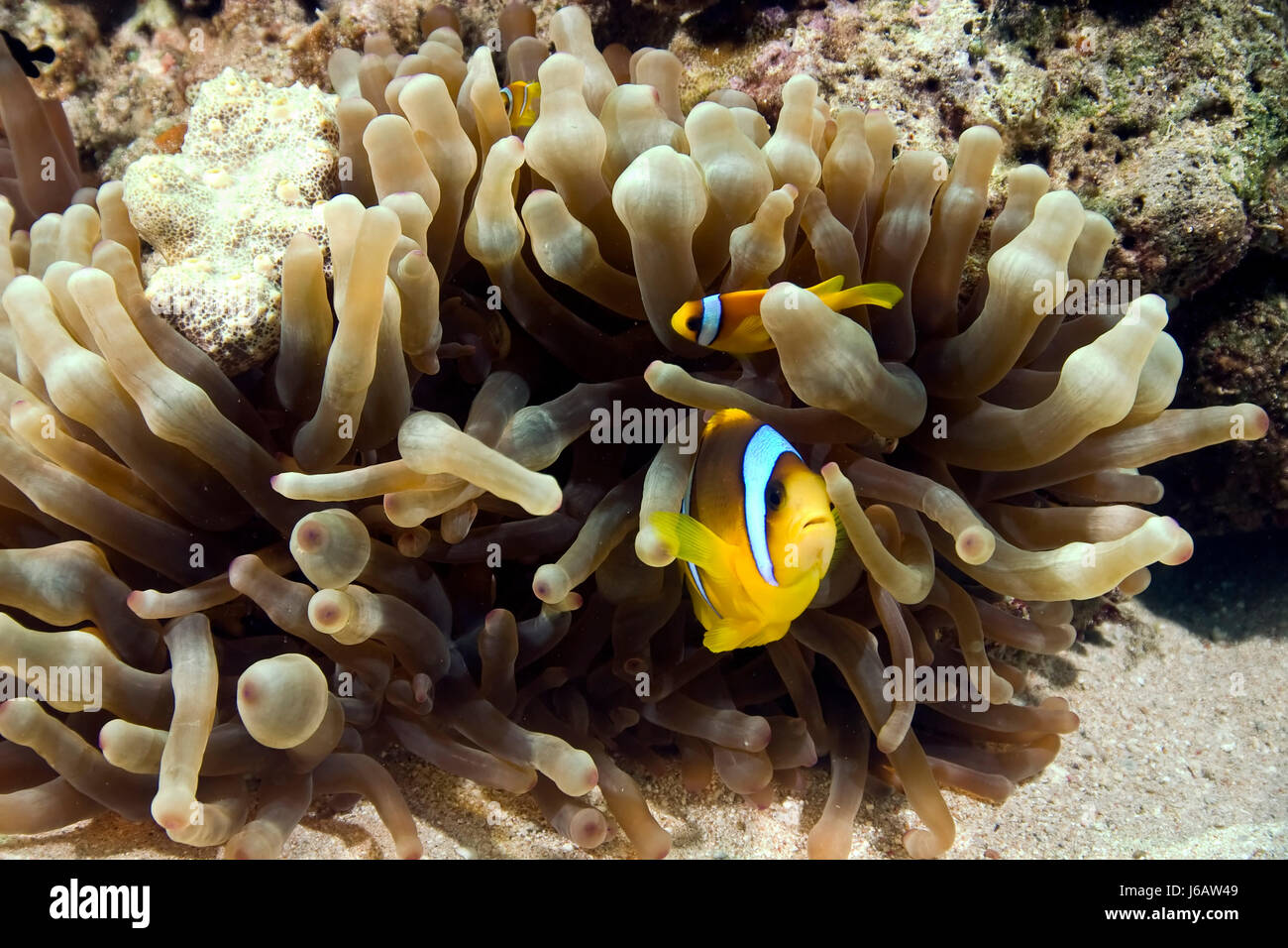 blue animal fish underwater exotic wet tropical anemone navy marine ...