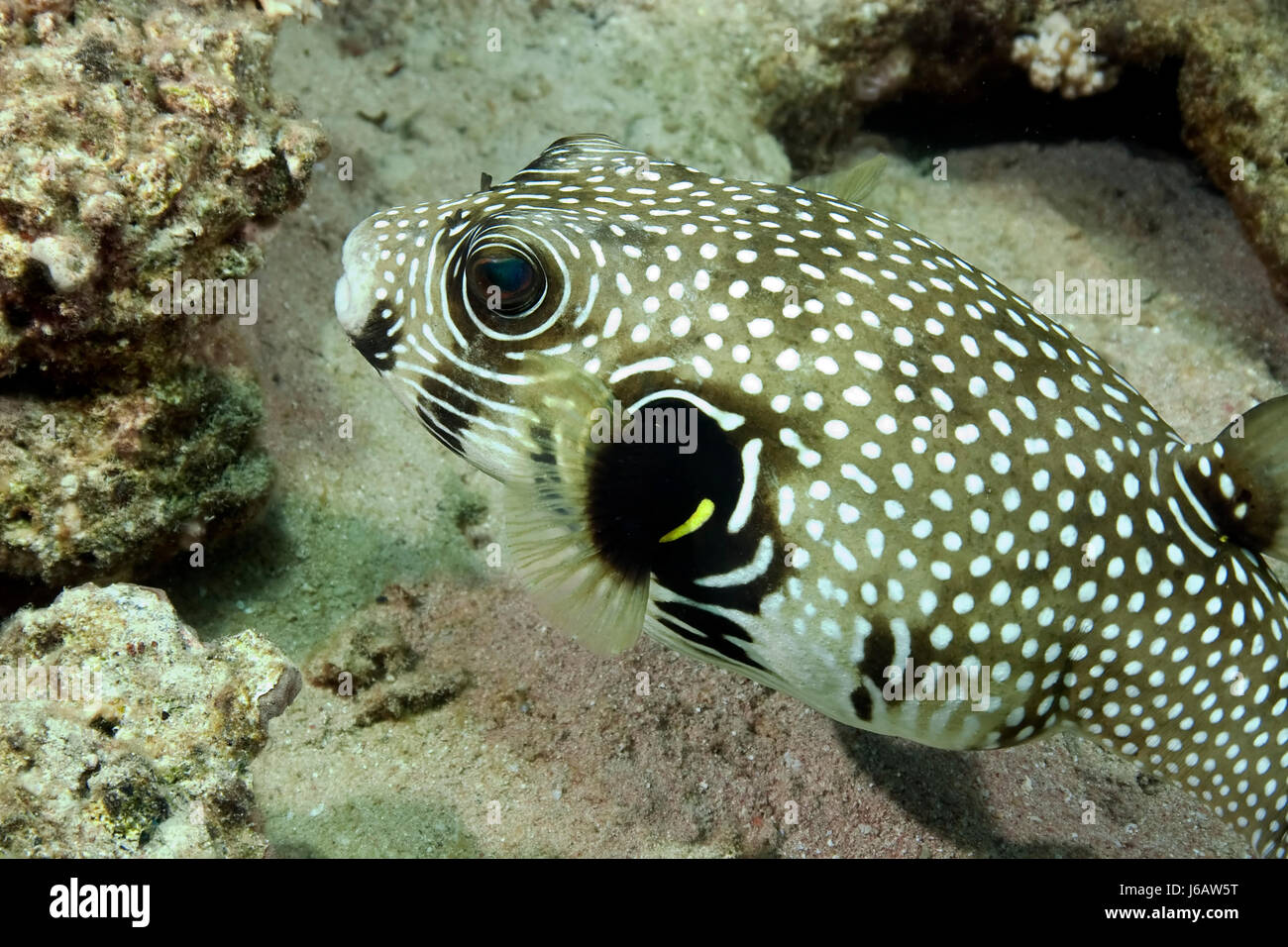 blue animal fish underwater exotic wet tropical navy marine diving ...