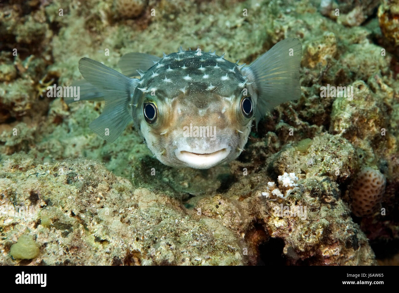 blue animal fish underwater exotic wet tropical navy marine diving ...
