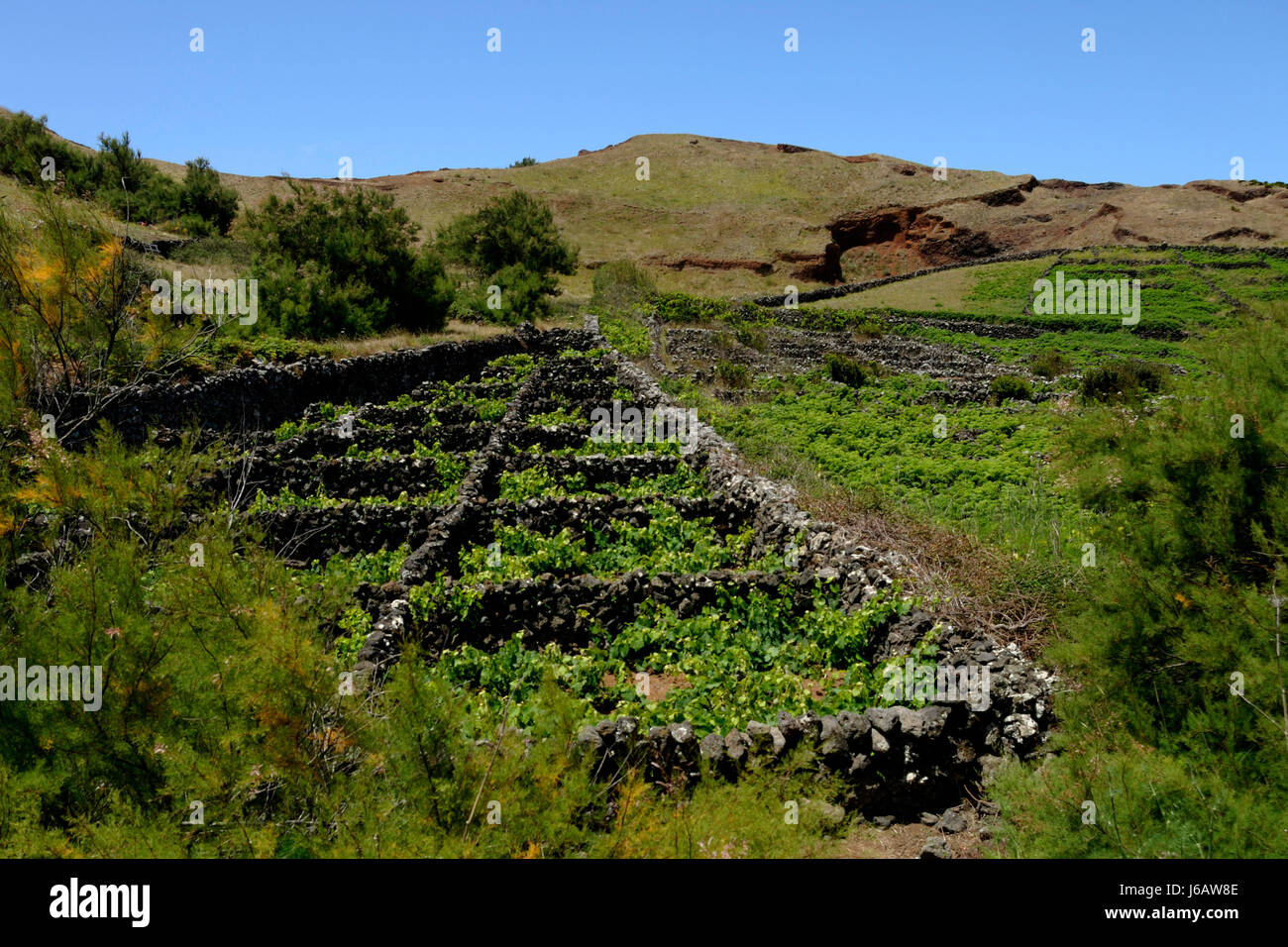 cultivation of wine common grape vines azores blue tree trees hill ...