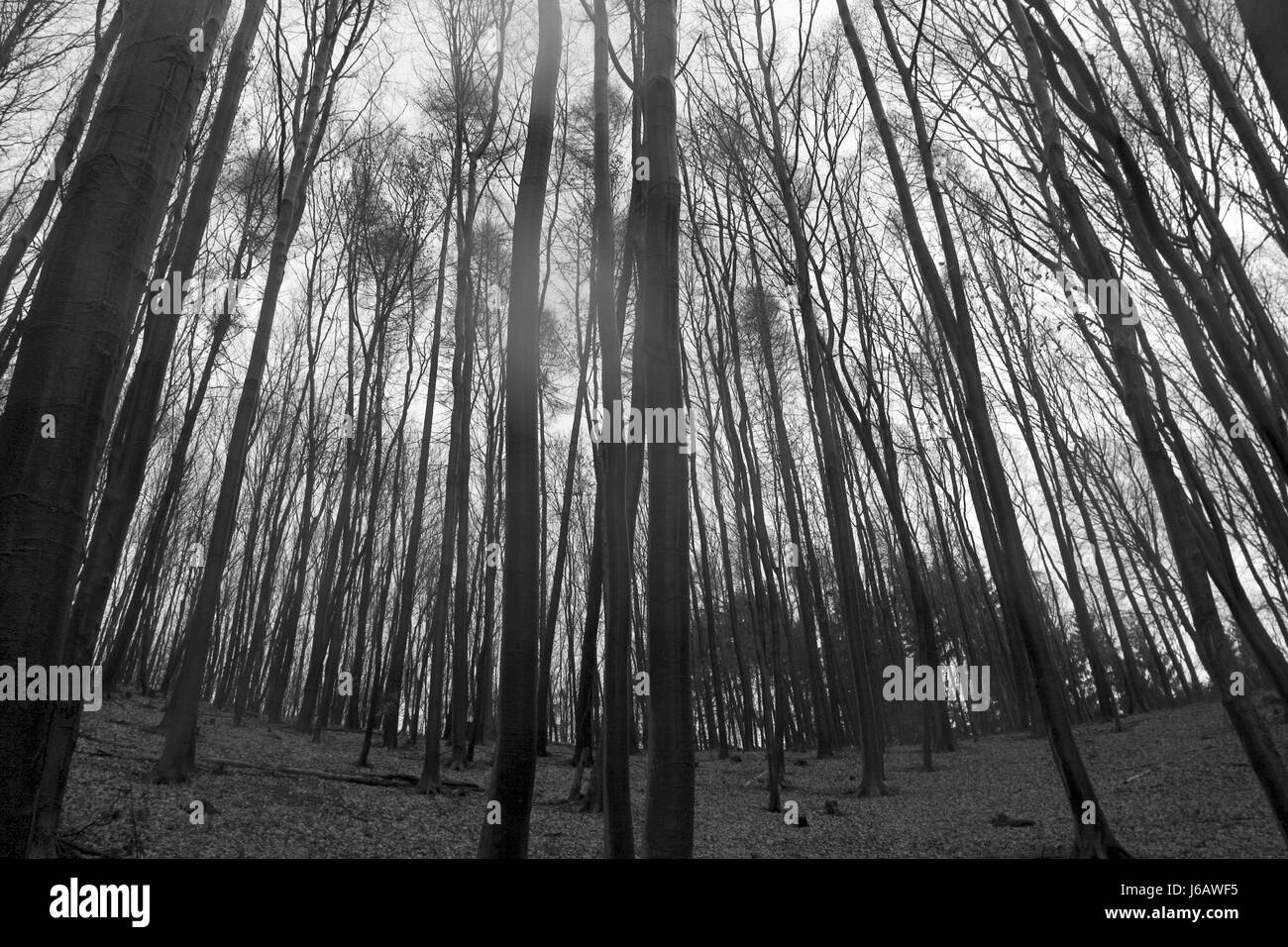 shine shines bright lucent light serene luminous environment enviroment ...