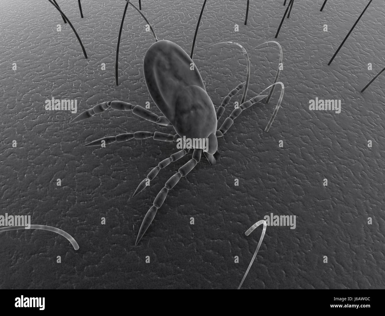 insect skin bite parasite tick disease infection illness sickness macro ...