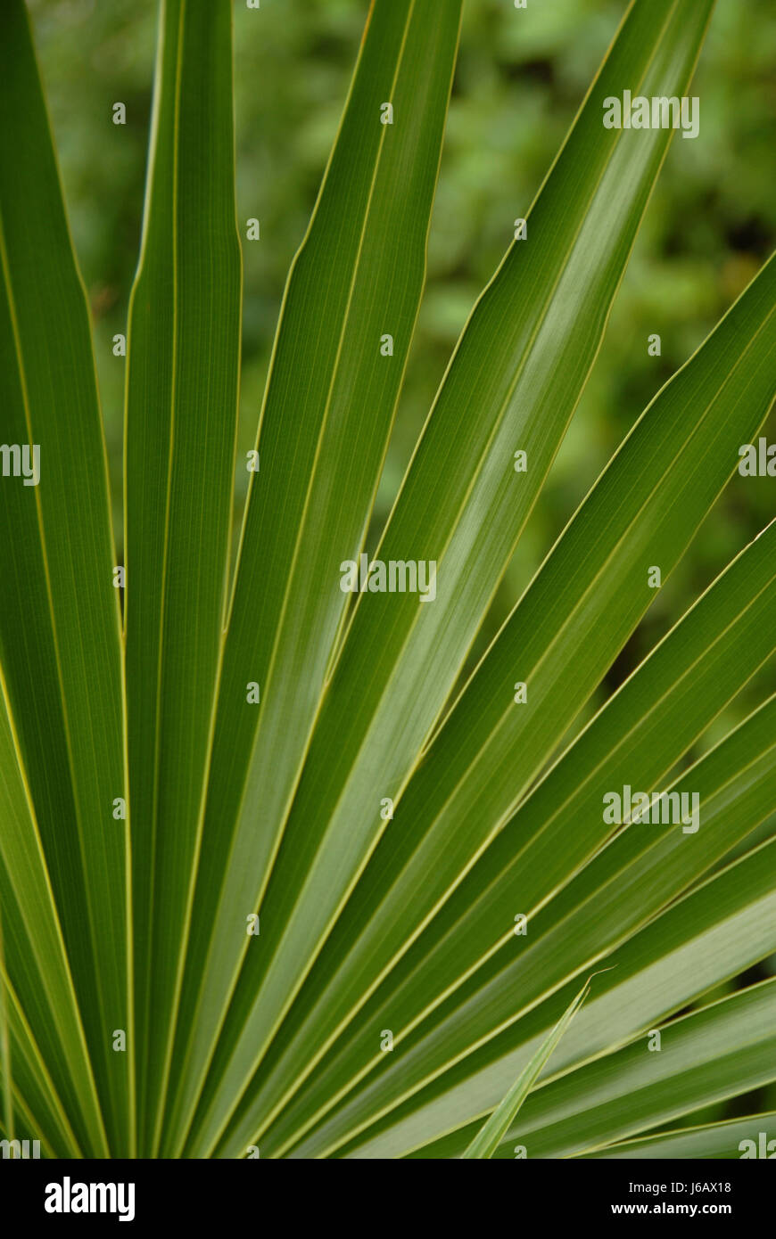 leaf leaves tropical plants photosynthesis caribbean turks tropic lawn ...