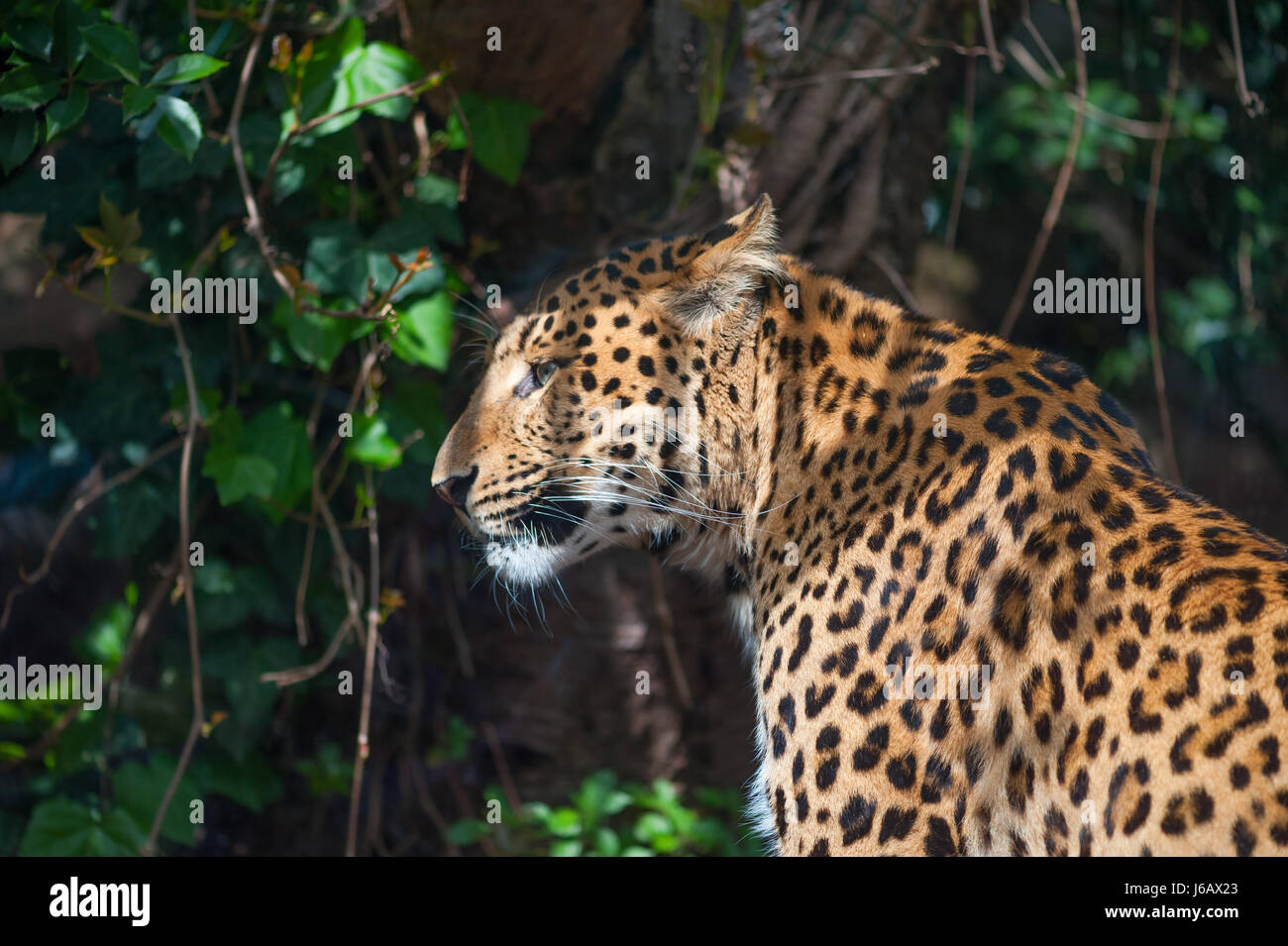 snow leopard under the shadow of a tree Stock Photo - Alamy