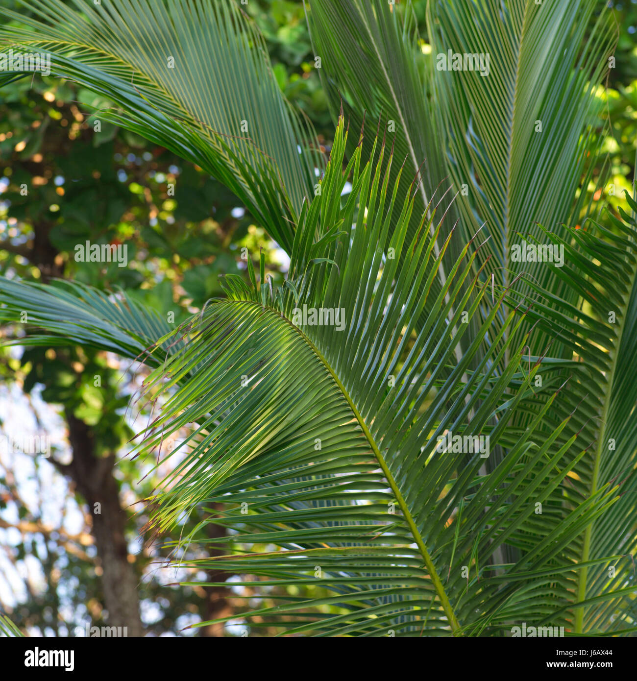 leaf leaves central america palms tropical stalk stem plants ...