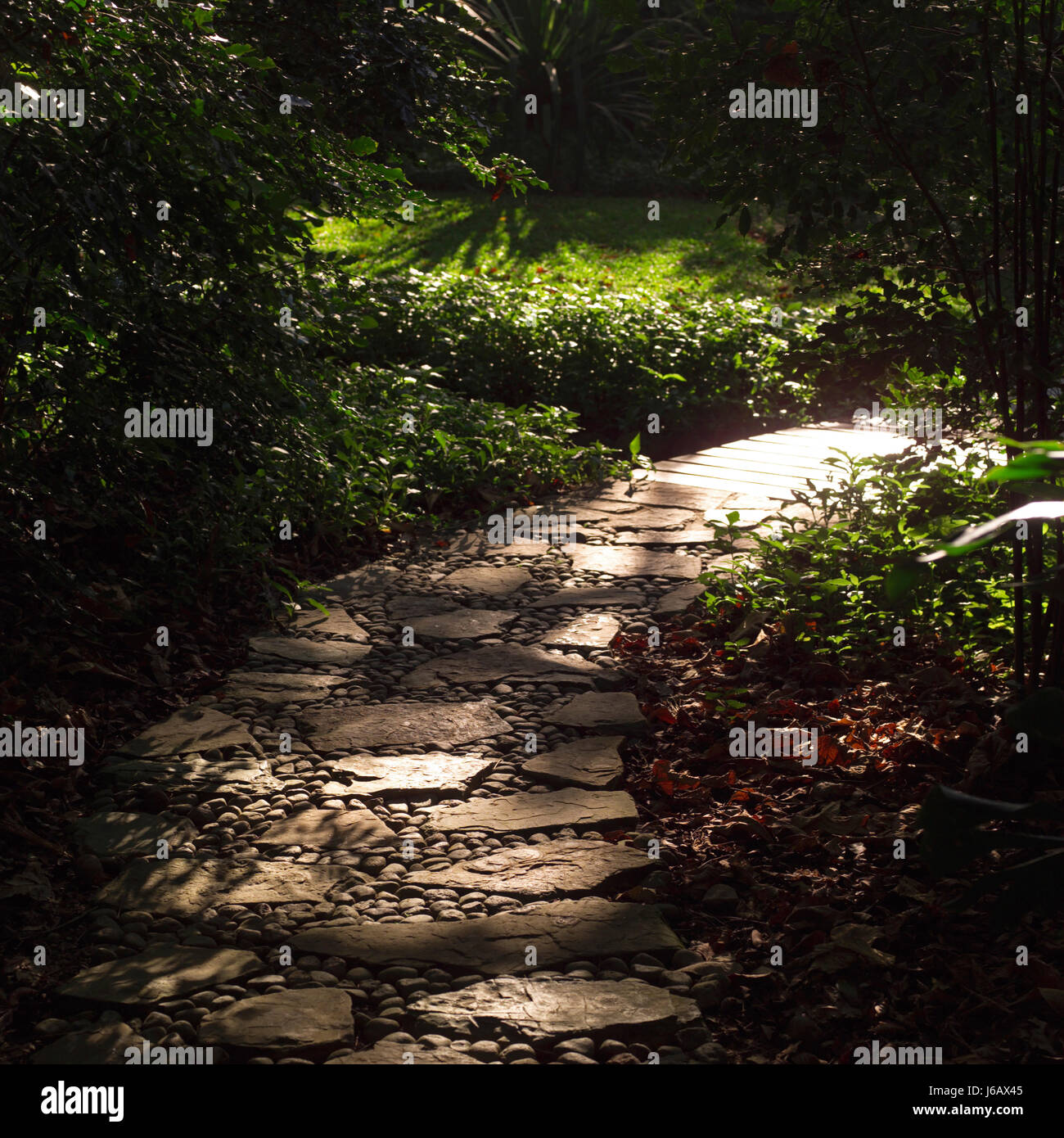 tree trees stone rock central america sidewalk paths rocks path way ...