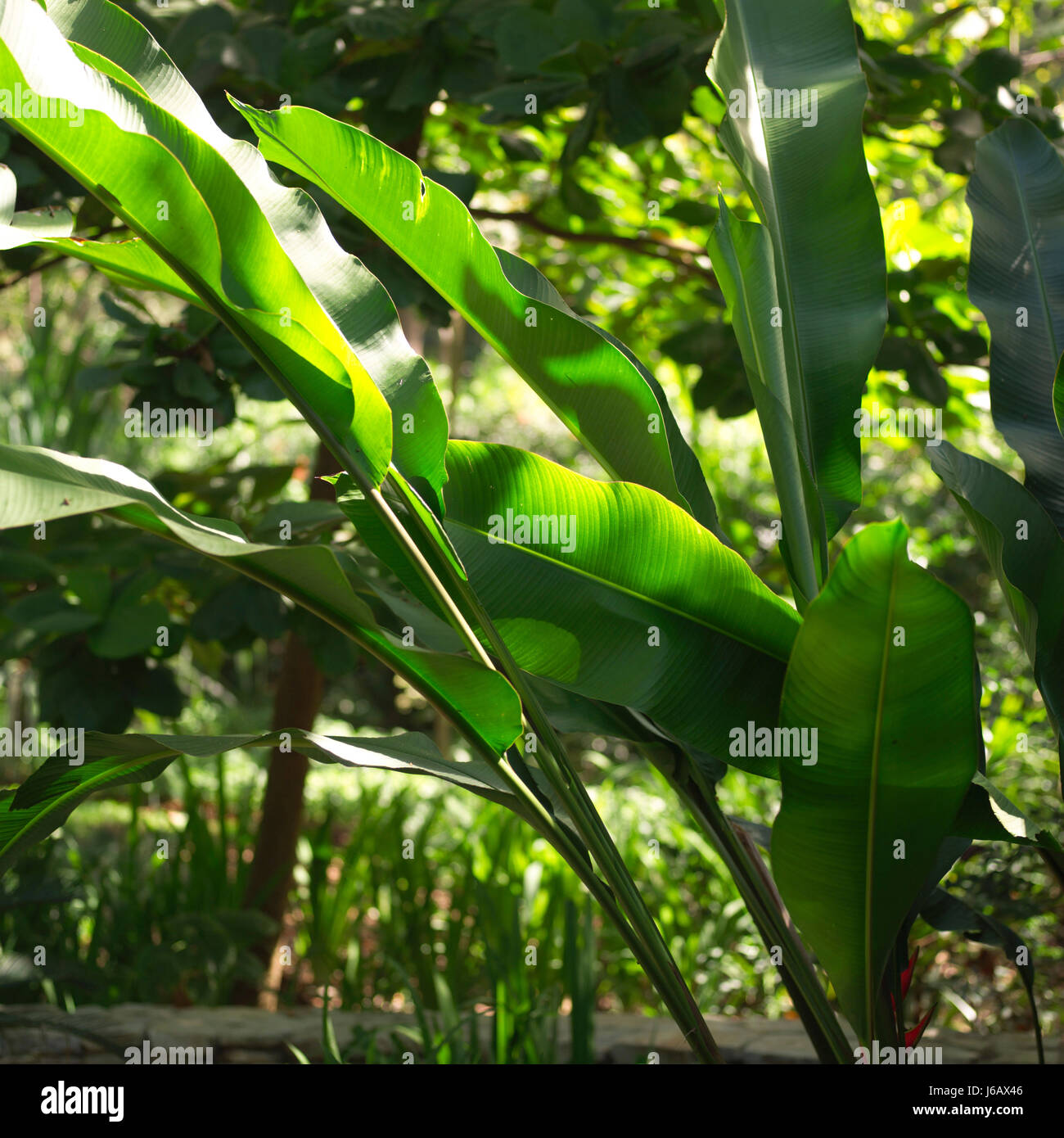 leaf leaves central america tropical stalk stem plants photosynthesis ...