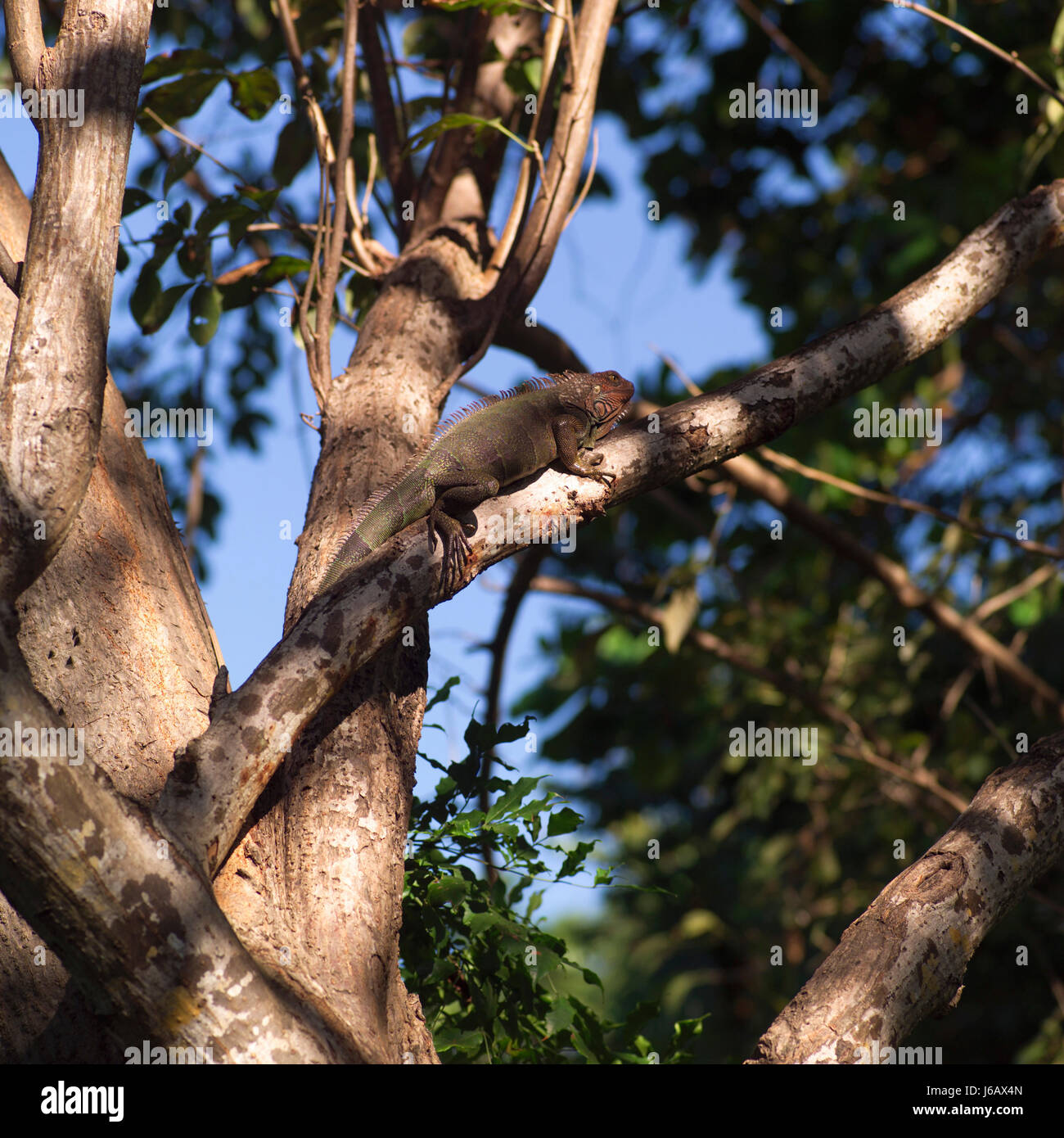 Twisted branch leaves hi-res stock photography and images - Alamy