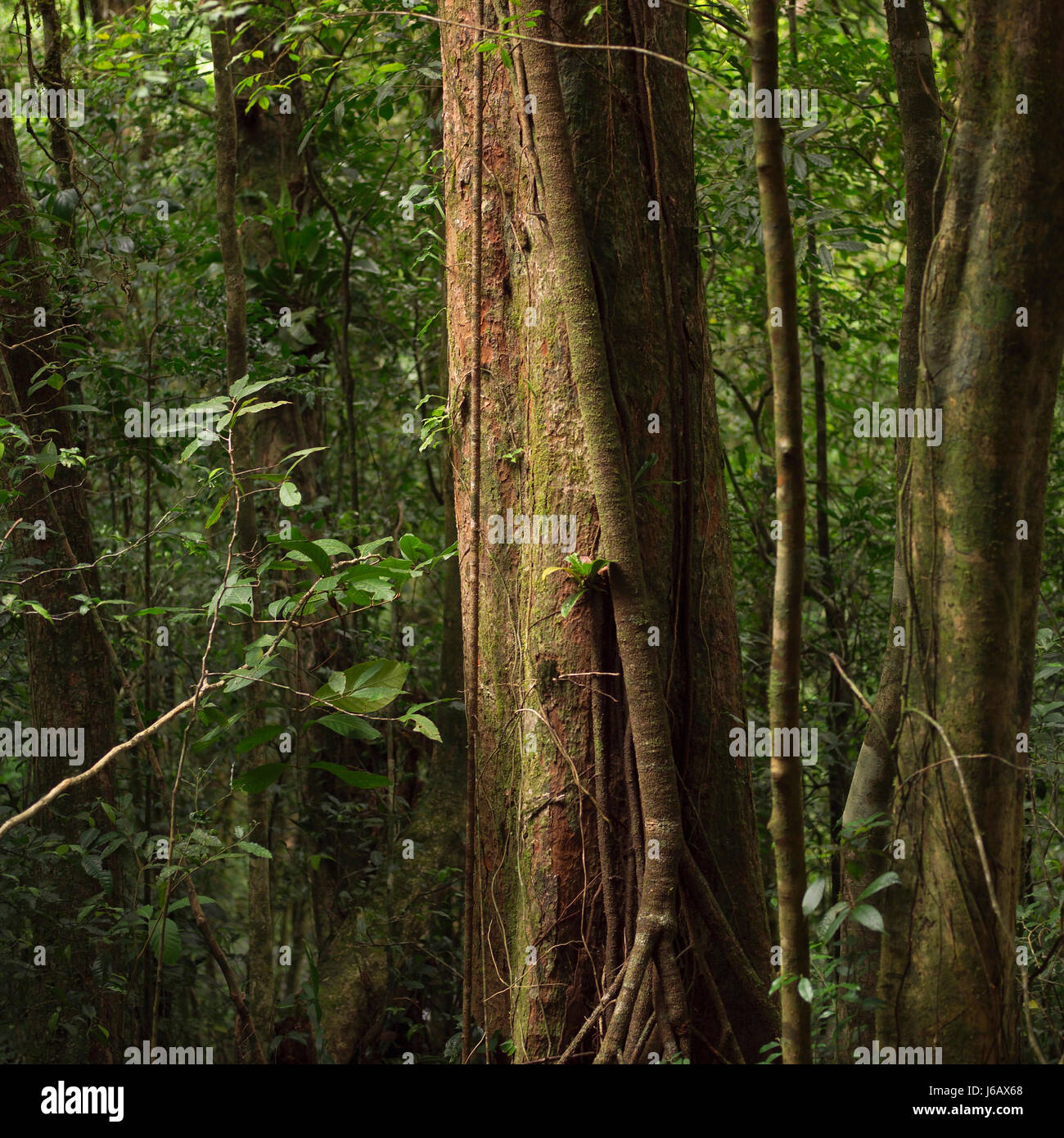 leaf tree trees wood leaves branches branch woods forest foliage trunk ...