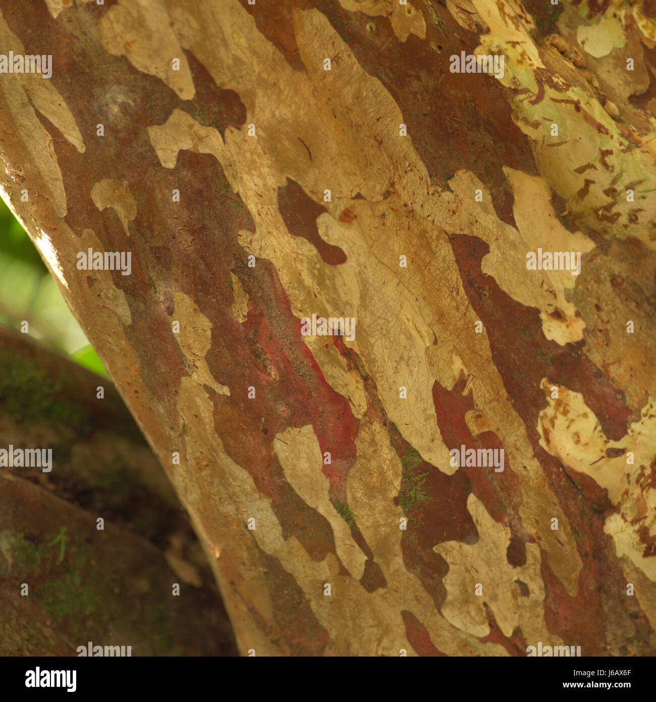 tree trees brown brownish brunette trunk central america plants bark ...