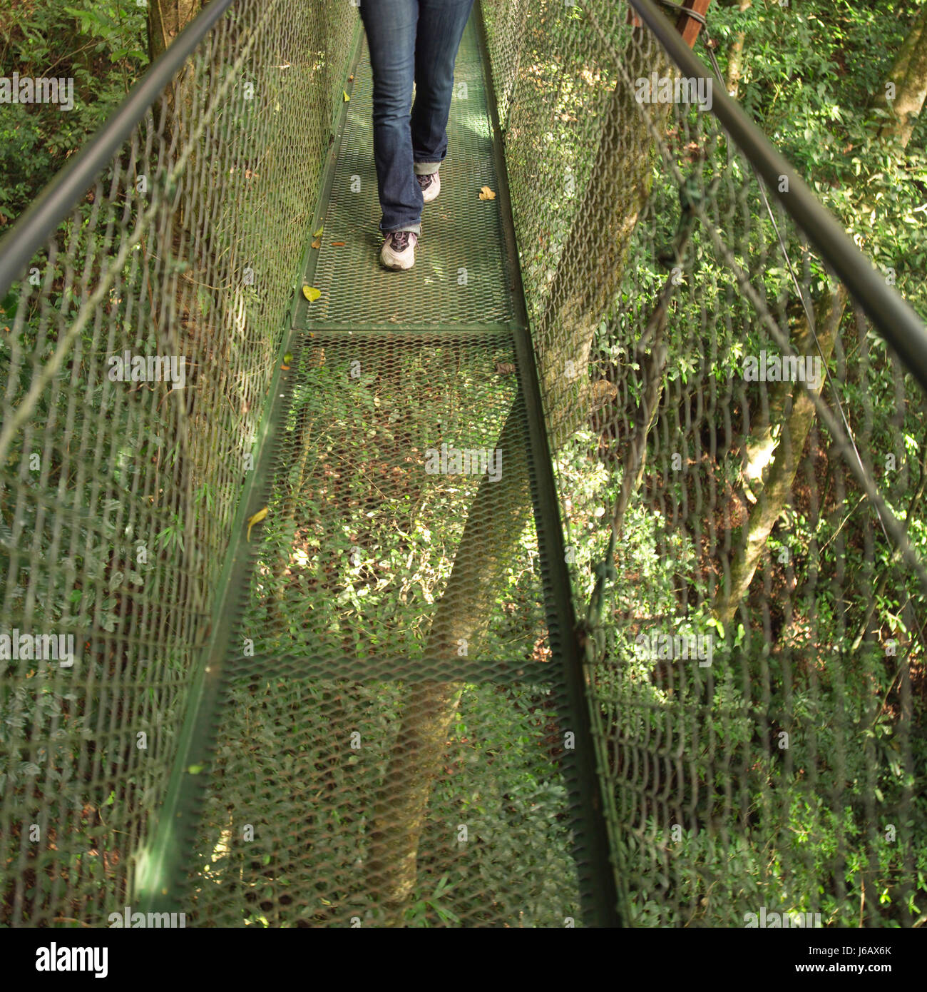 tree trees bridge central america jungle bridges suspension bridge ...