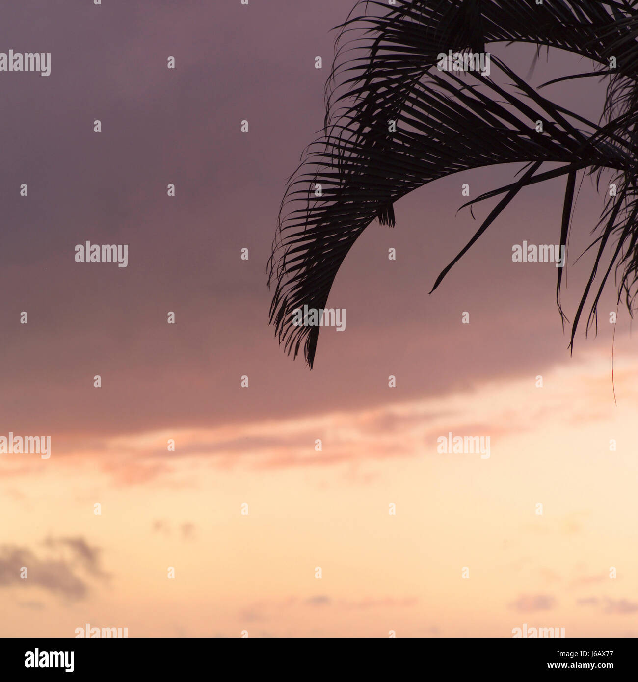 leaf tree trees leaves cloud branches central america branch palm tree ...