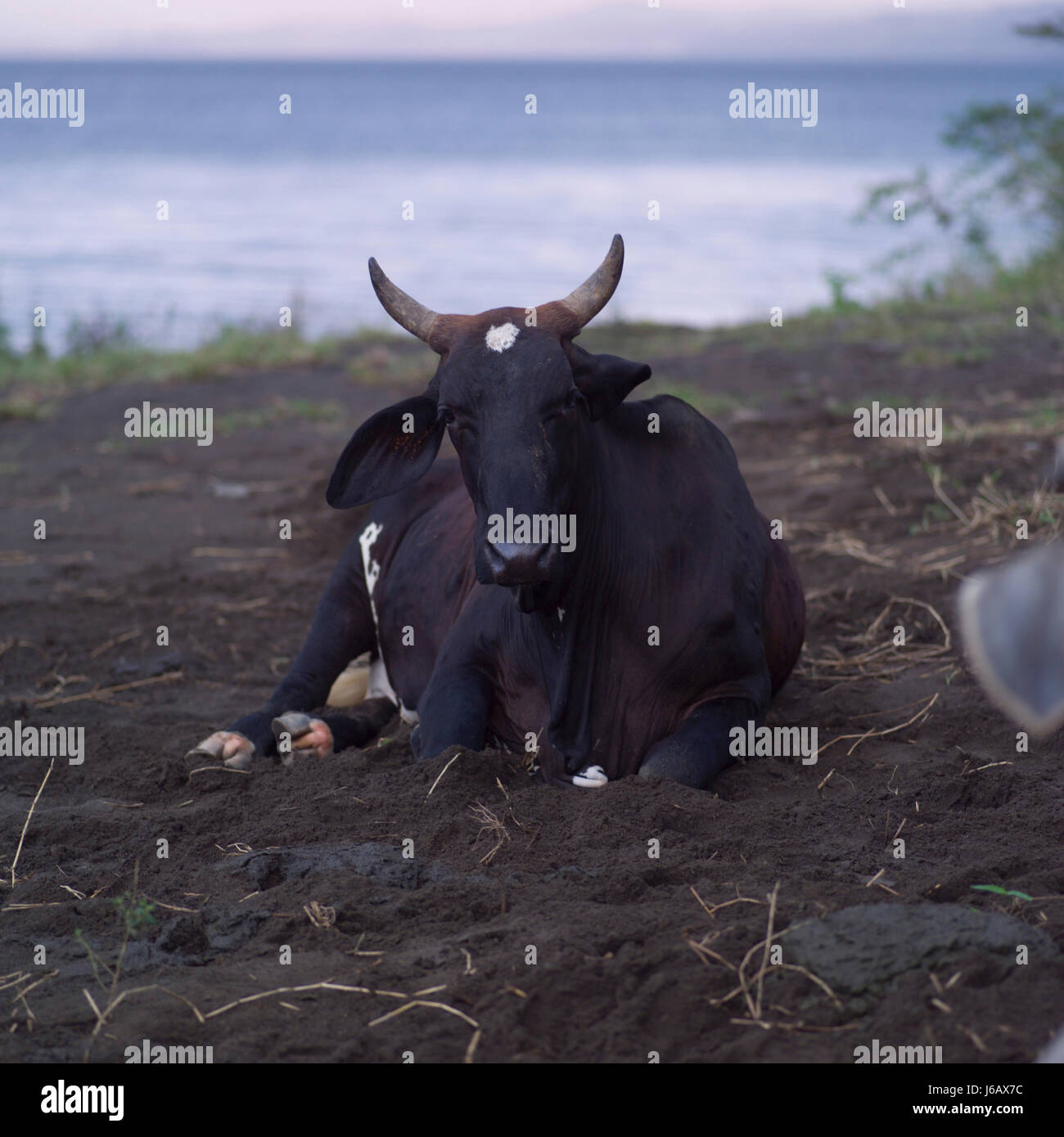 Bulls Locking Horns High Resolution Stock Photography and Images - Alamy
