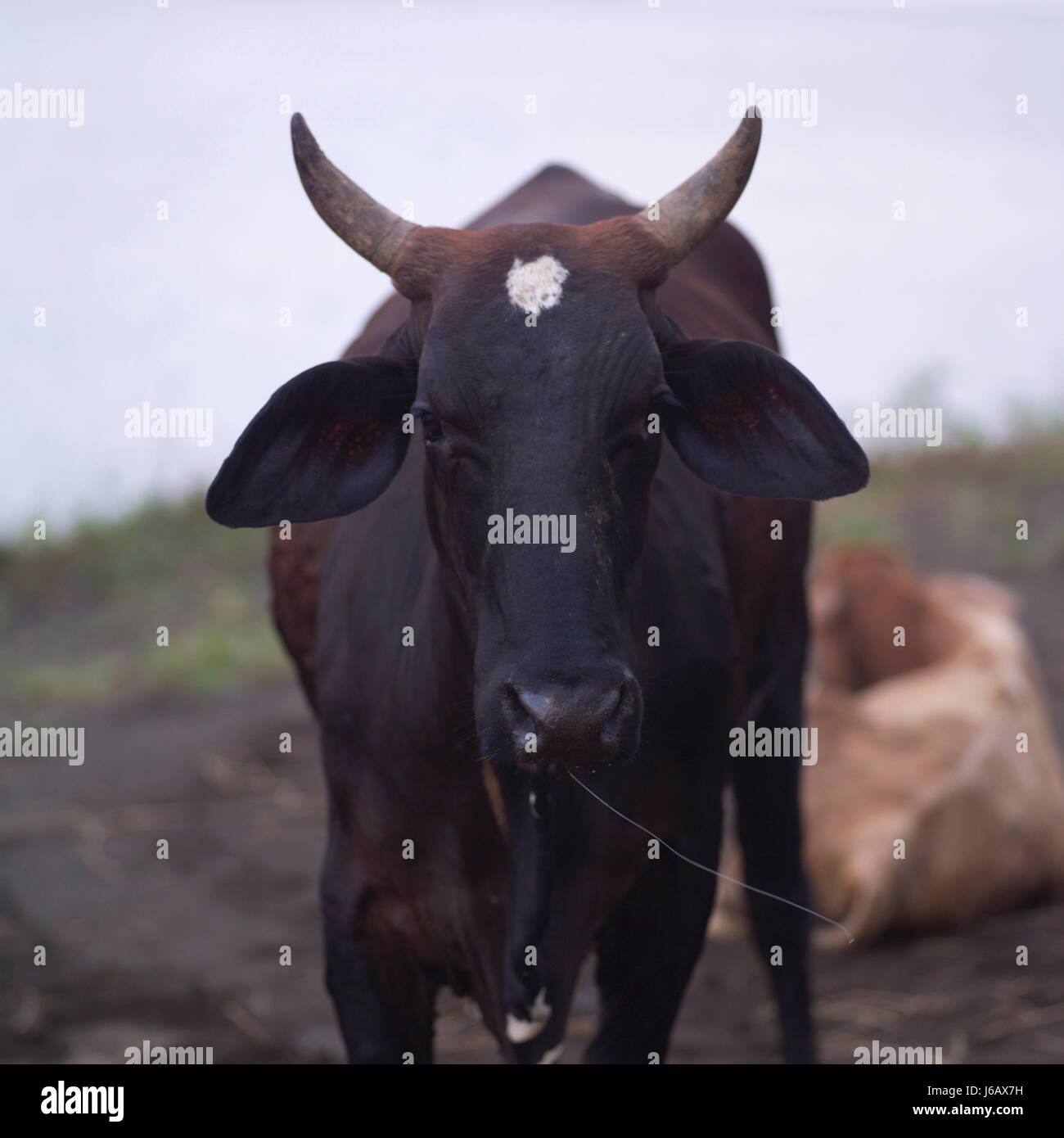 Bulls with horns hi-res stock photography and images - Alamy
