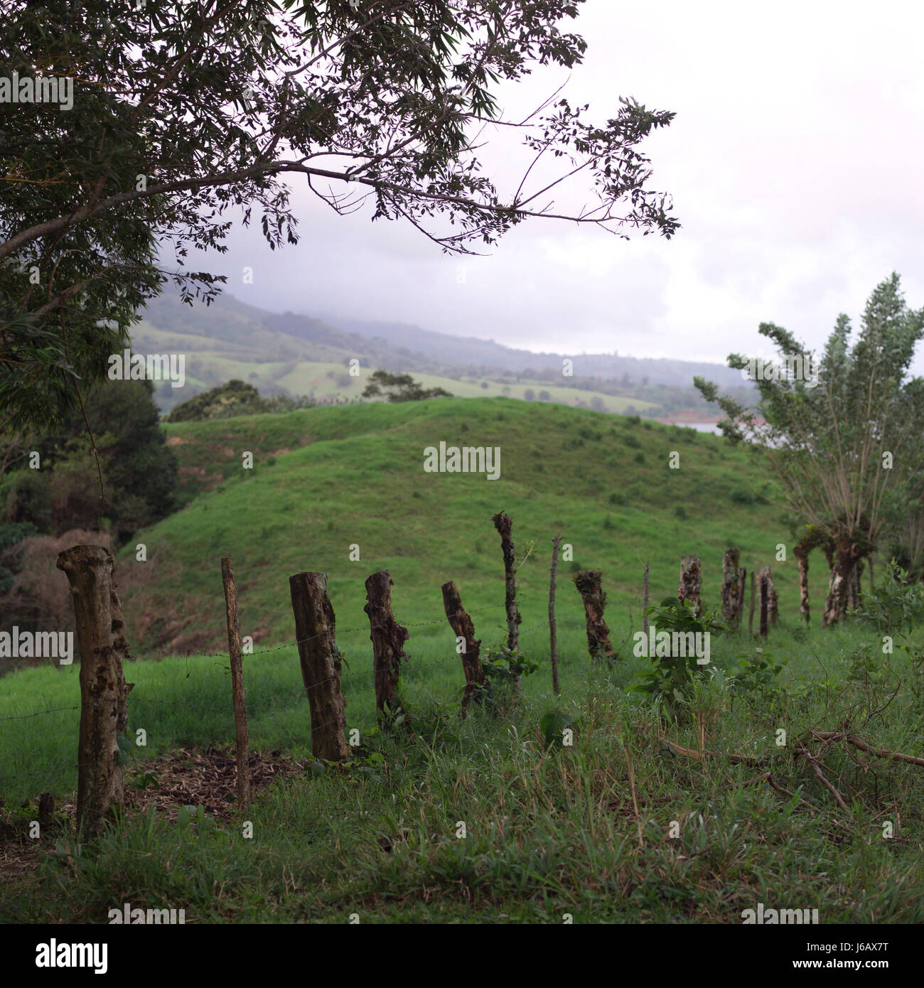 tree trees hill central america fence barrier fences landscape scenery ...