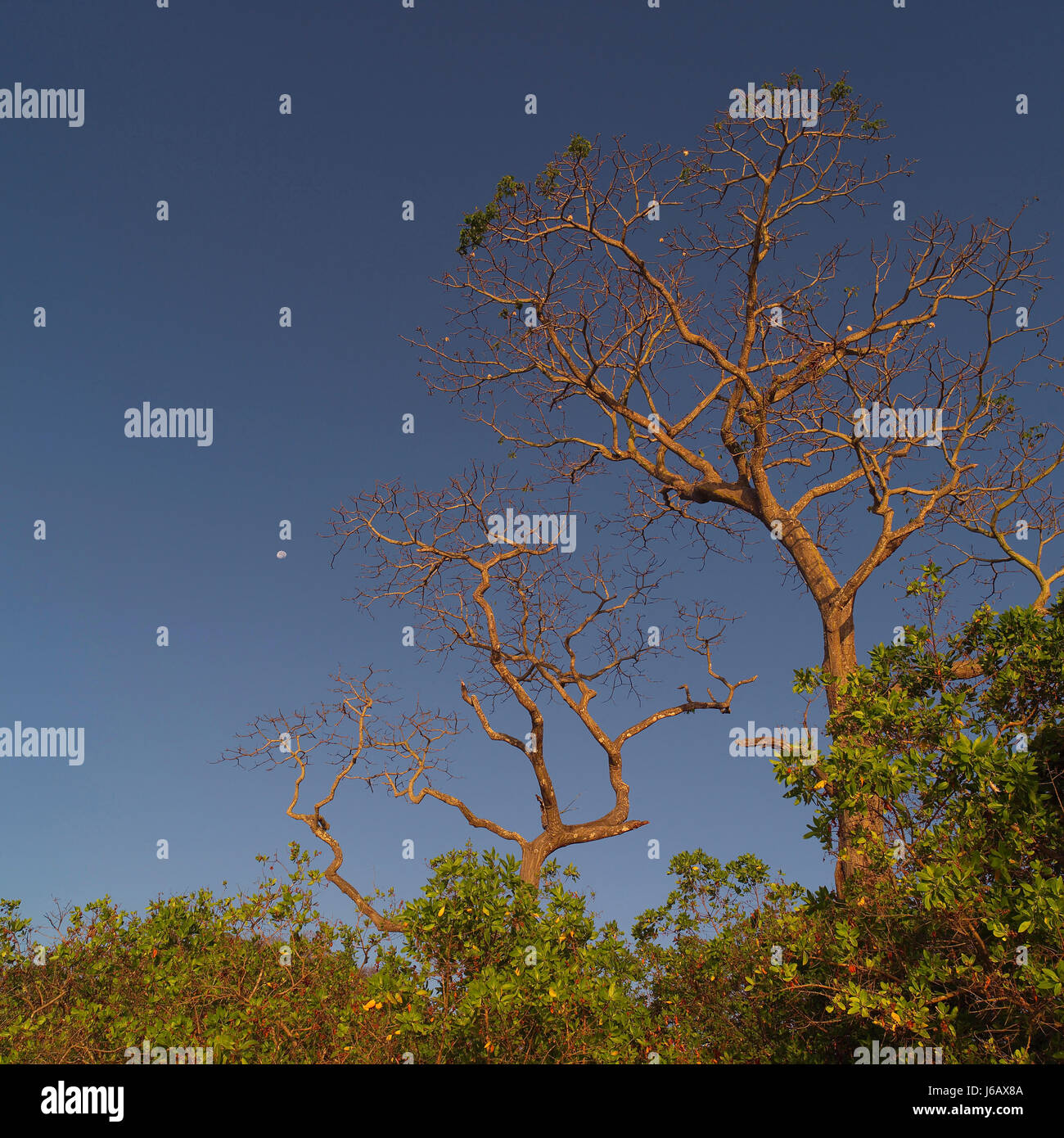 upwards leaf tree trees leaves branches central america branch ...