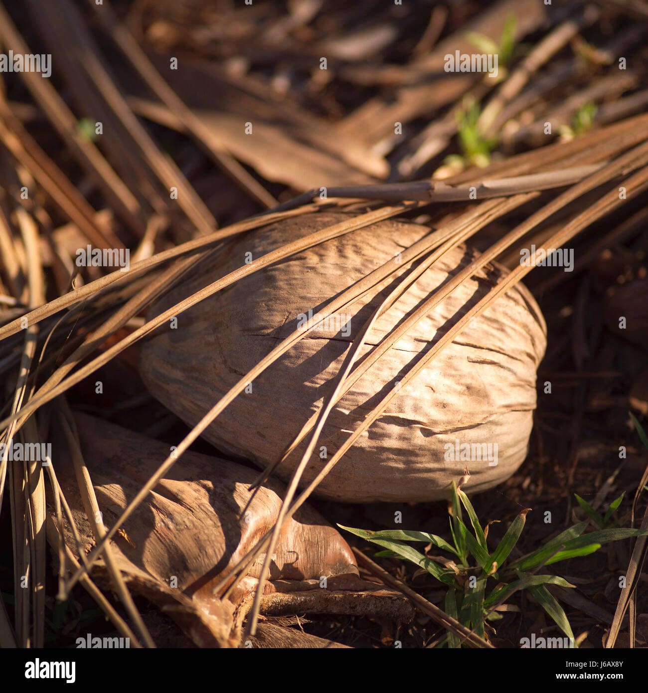 central america nuts nut coconut ground coconuts ingram costa rica ...