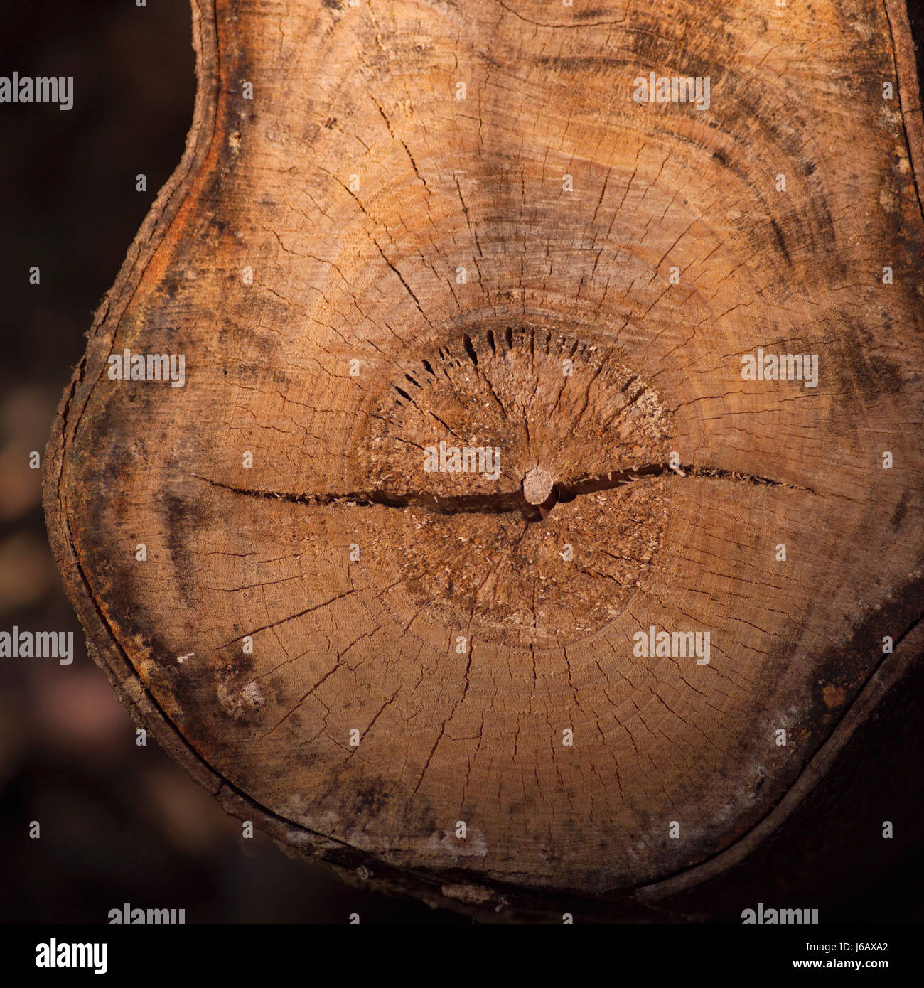 Samara Ingram High Resolution Stock Photography and Images - Alamy