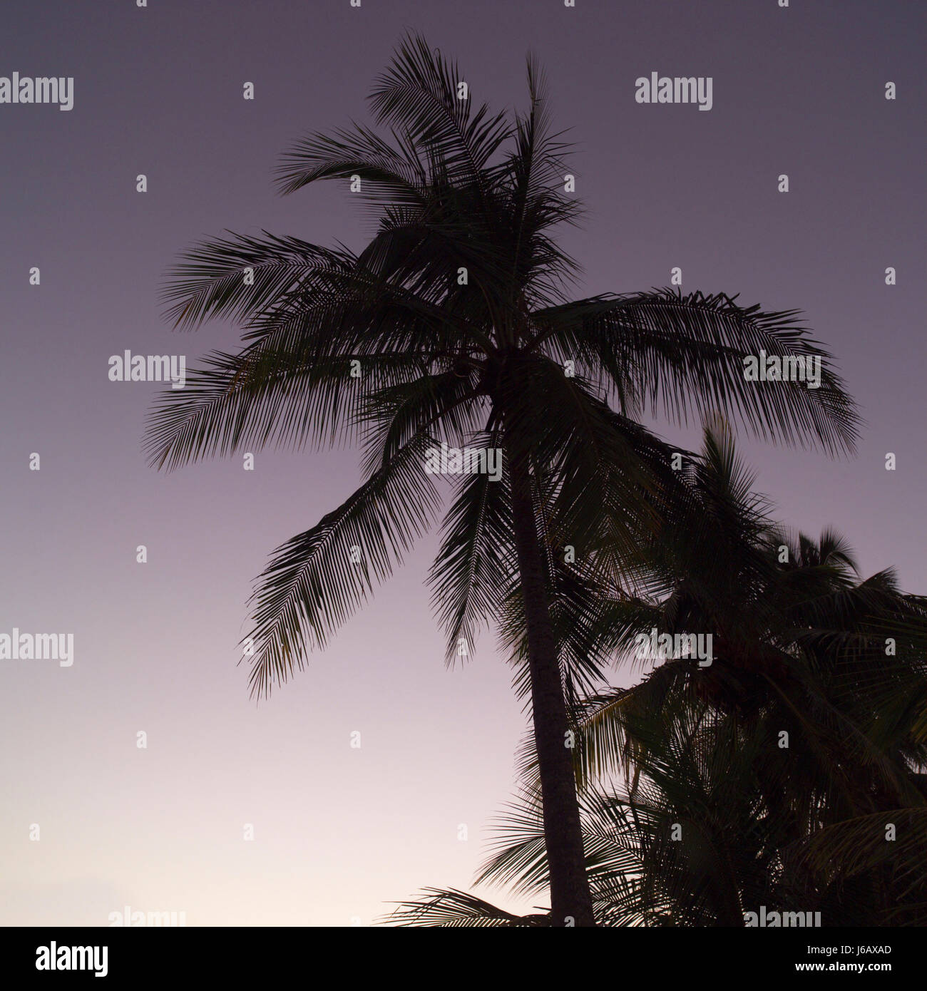 Samara Ingram High Resolution Stock Photography and Images - Alamy
