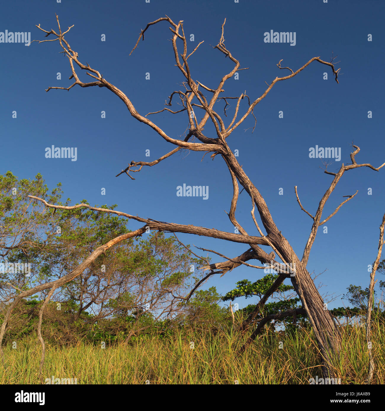 die tree trees wood branches central america branch woods bare dying ...