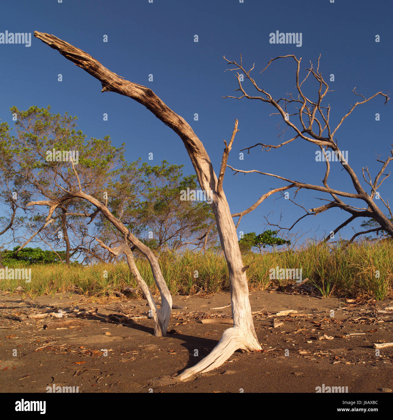 die tree trees wood branches central america branch woods bare dying ...