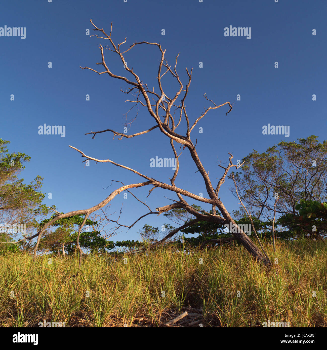 die tree trees wood branches central america branch woods bare dying ...