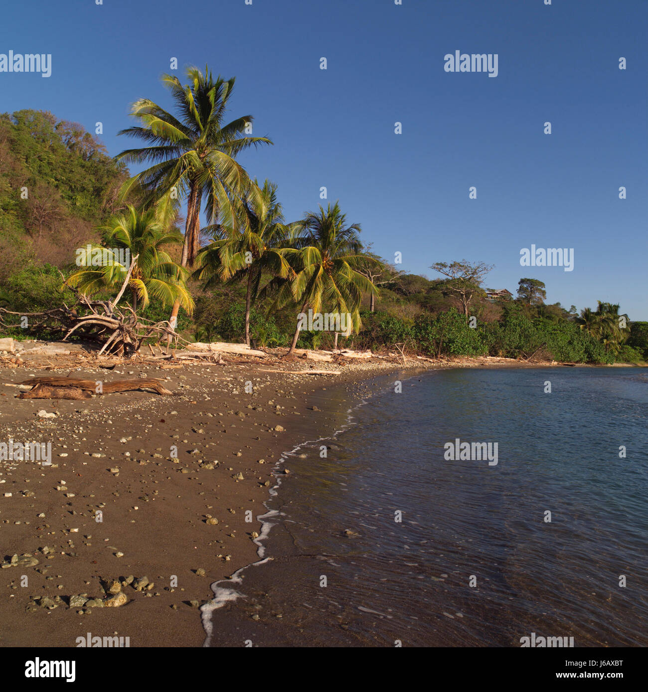 tree trees beach seaside the beach seashore central america palm tree ...