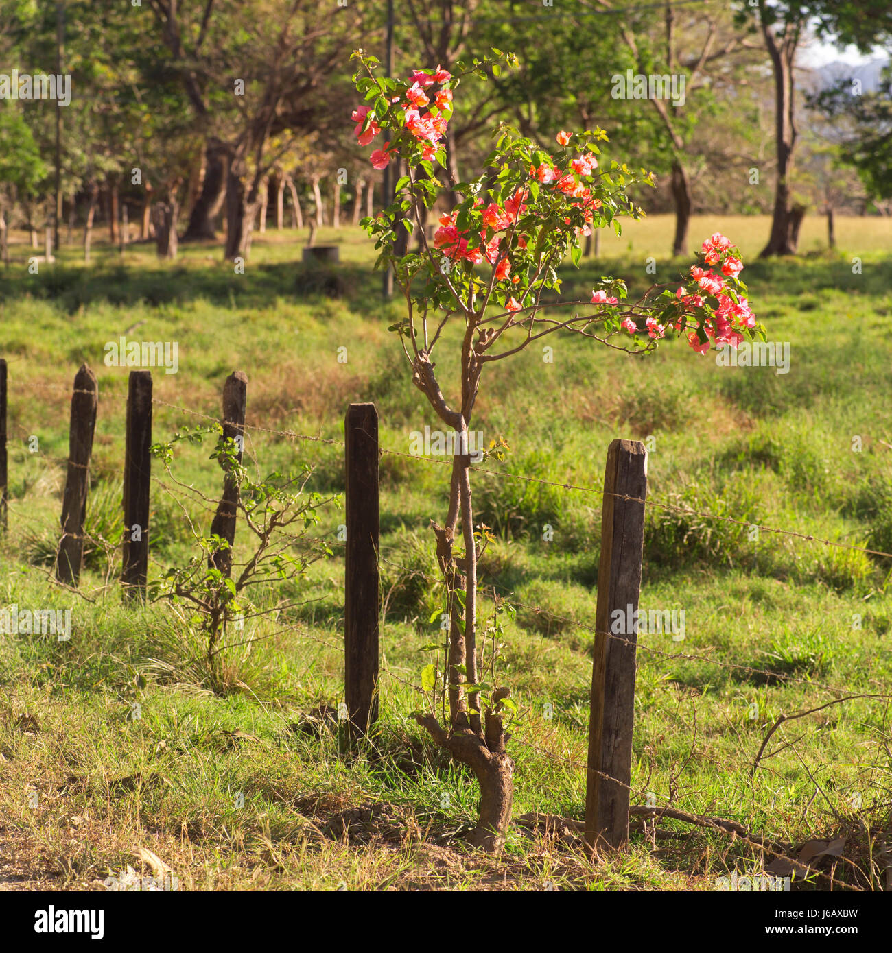 leaf tree trees flower plant bloom blossom flourish flourishing leaves ...
