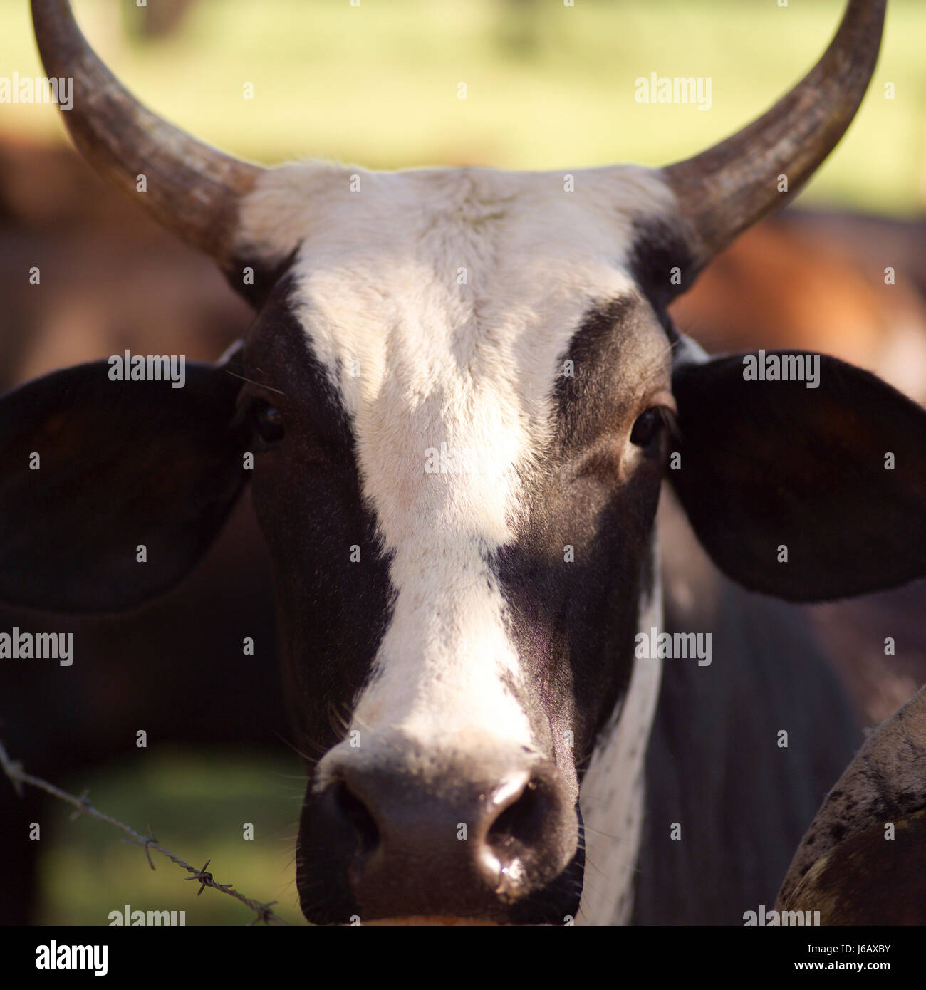 Faces horn hi-res stock photography and images - Alamy