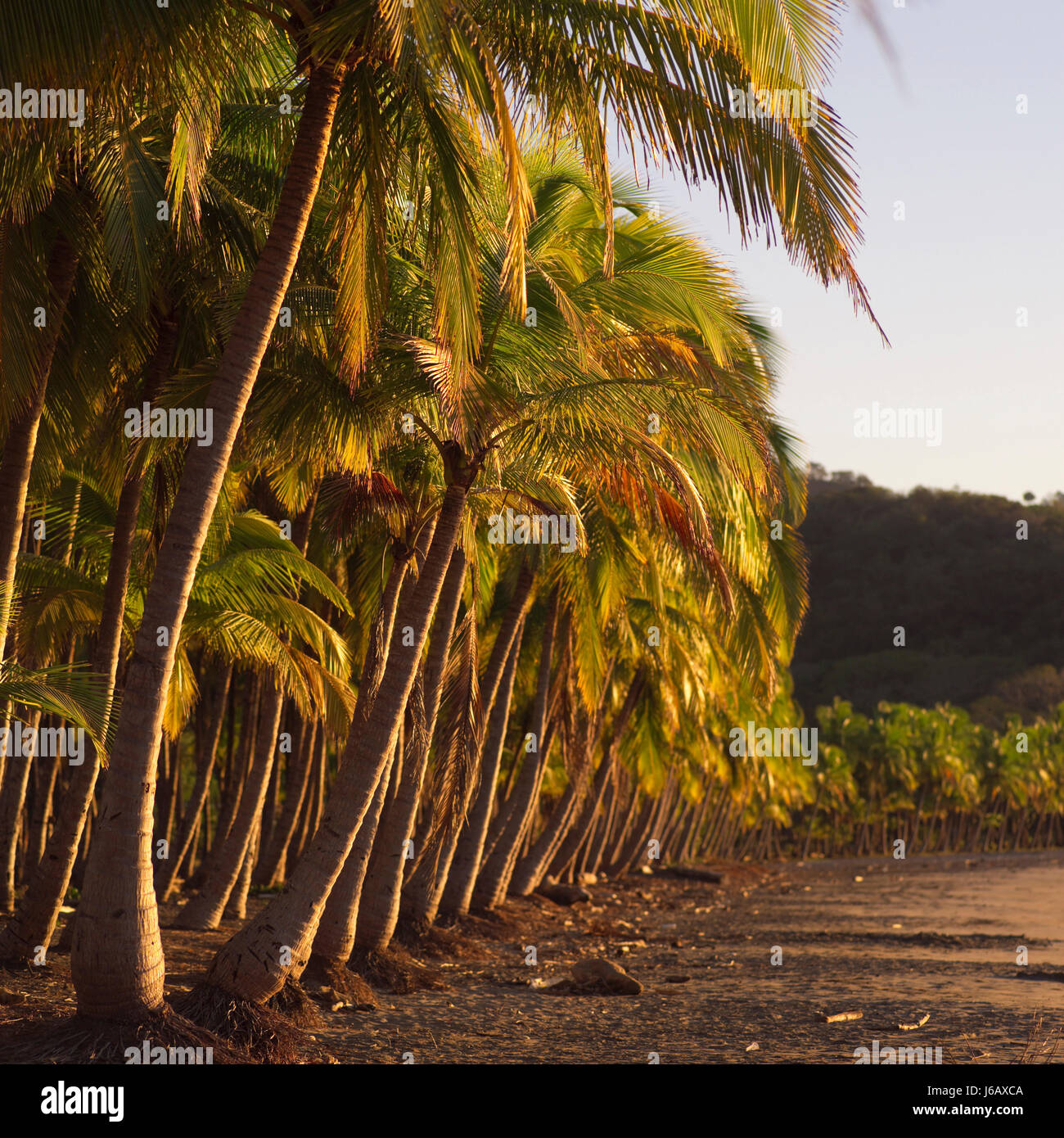 tree trees beach seaside the beach seashore central america palm tree ...