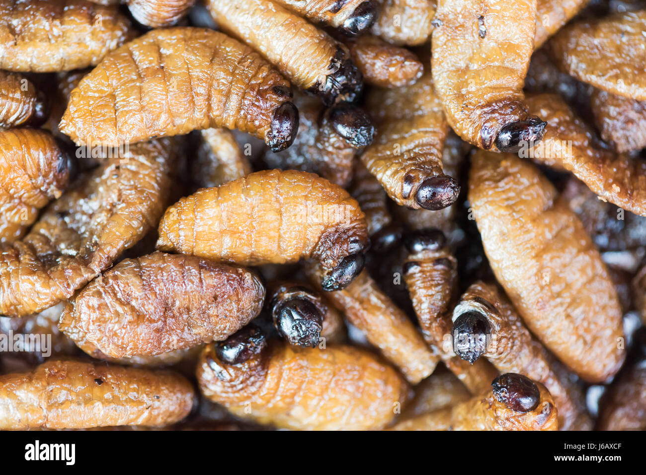 Silk worms china hi-res stock photography and images - Alamy