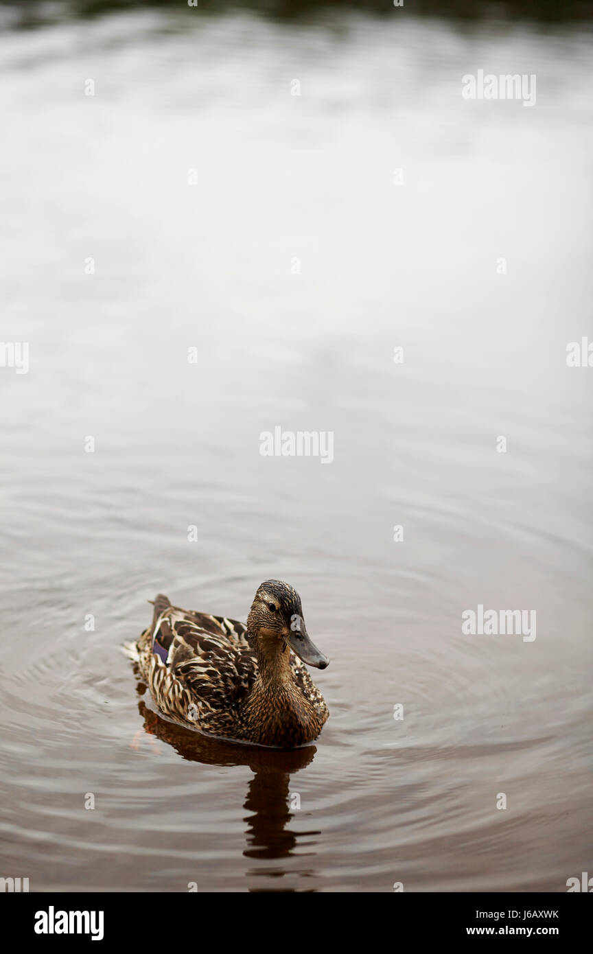bird duck wildlife biology fresh water lake inland water water feather ...