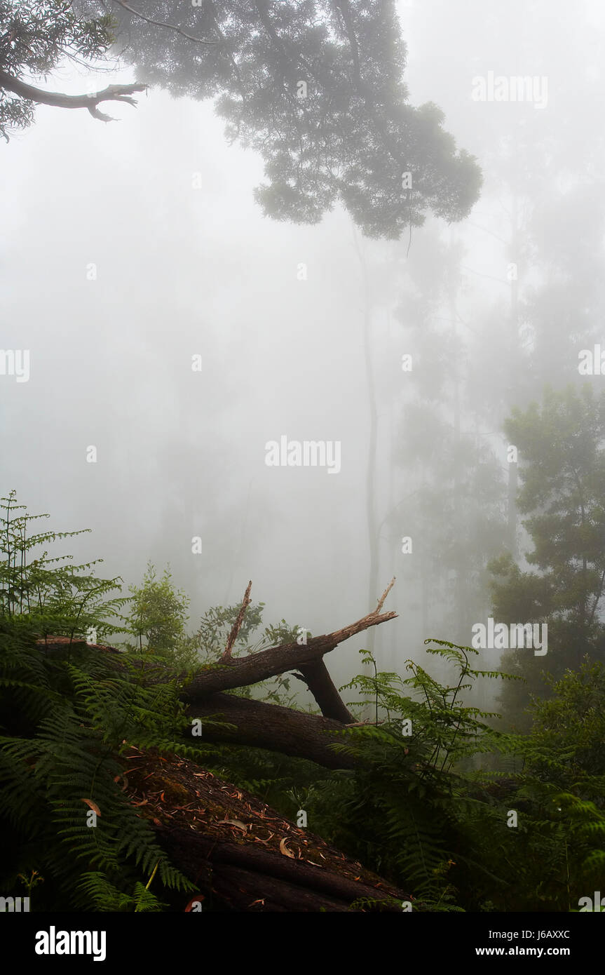 tree wood fog jungle portugal smog fern madeira rain rainforest rain ...