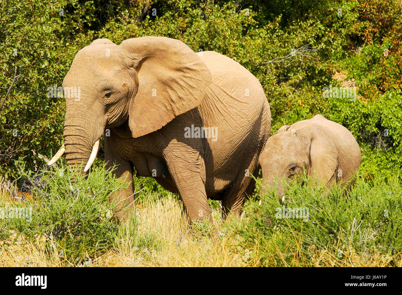 animal elephant ivory tusk safari proboscis desert wasteland animal ...