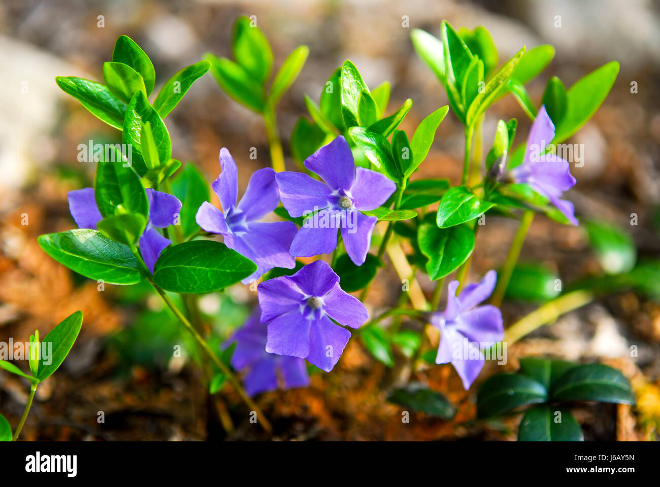 bloom blossom flourish flourishing flower flowers plant grow close ...