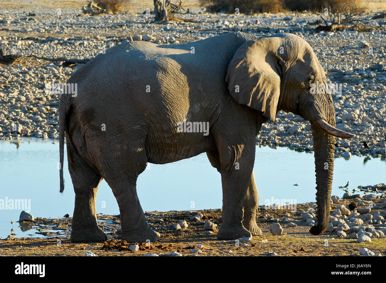 Nambia elephant hi-res stock photography and images - Alamy