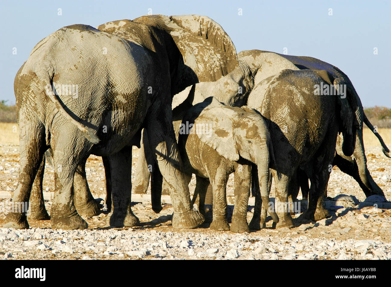 animal elephant ivory tusk safari proboscis waterhole desert wasteland ...