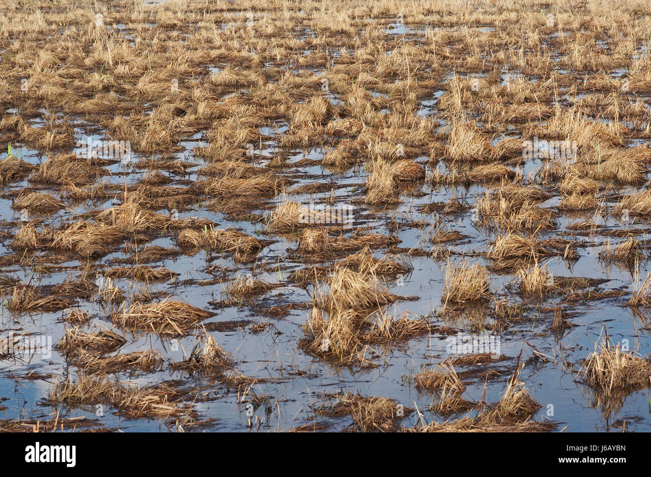 swamp reflection biological spring bouncing bounces hop skipping frisks ...
