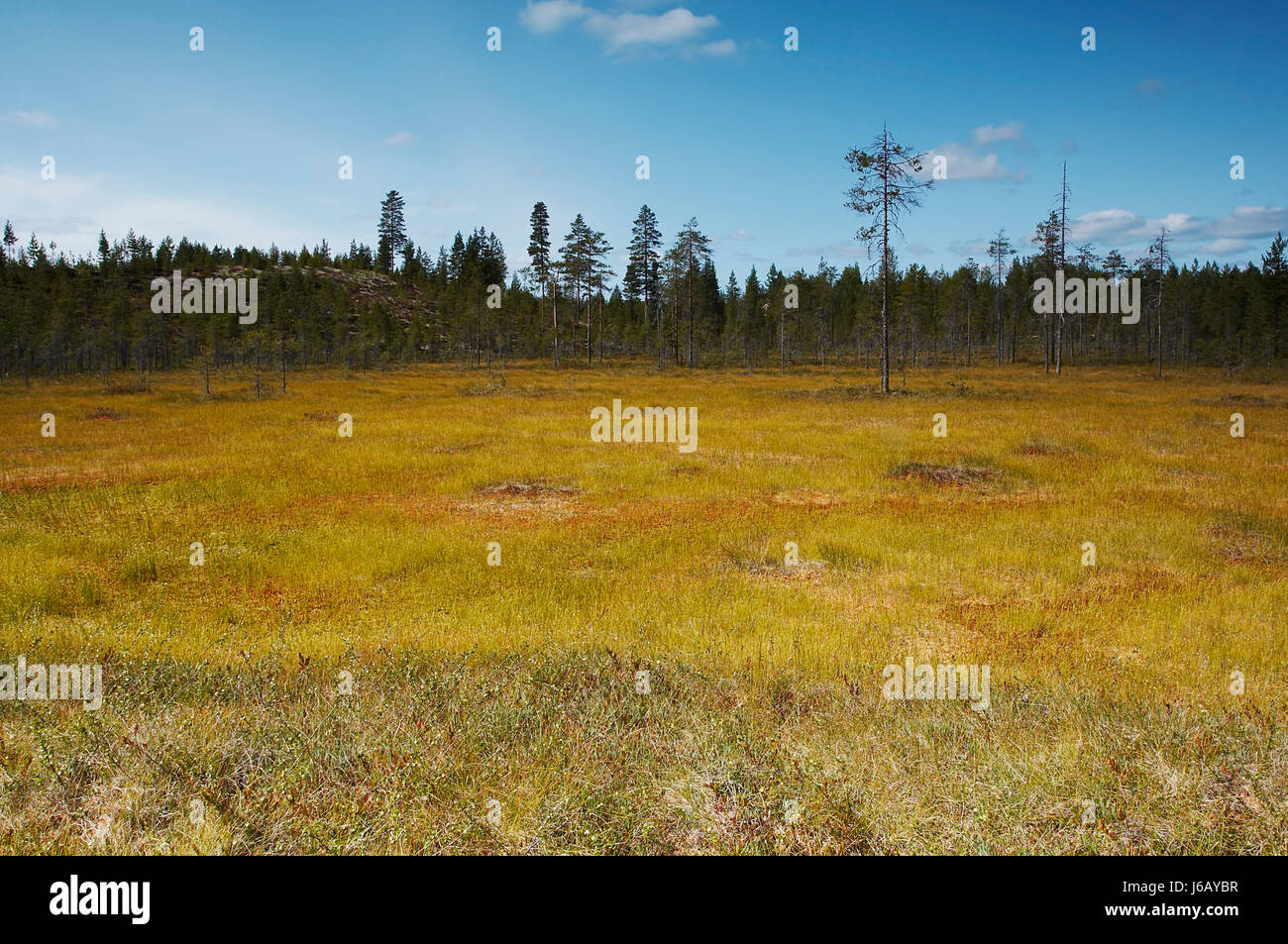 wood swamp moss finland hay landscape scenery countryside nature bog ...