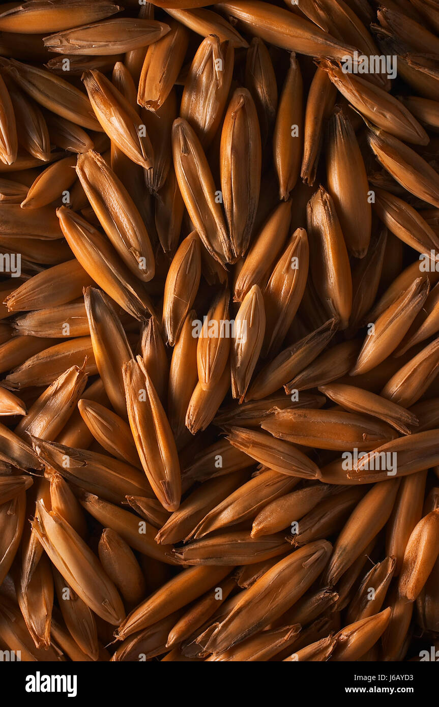 detail grain harvest surface corn abstract oats pattern backgrounds ...