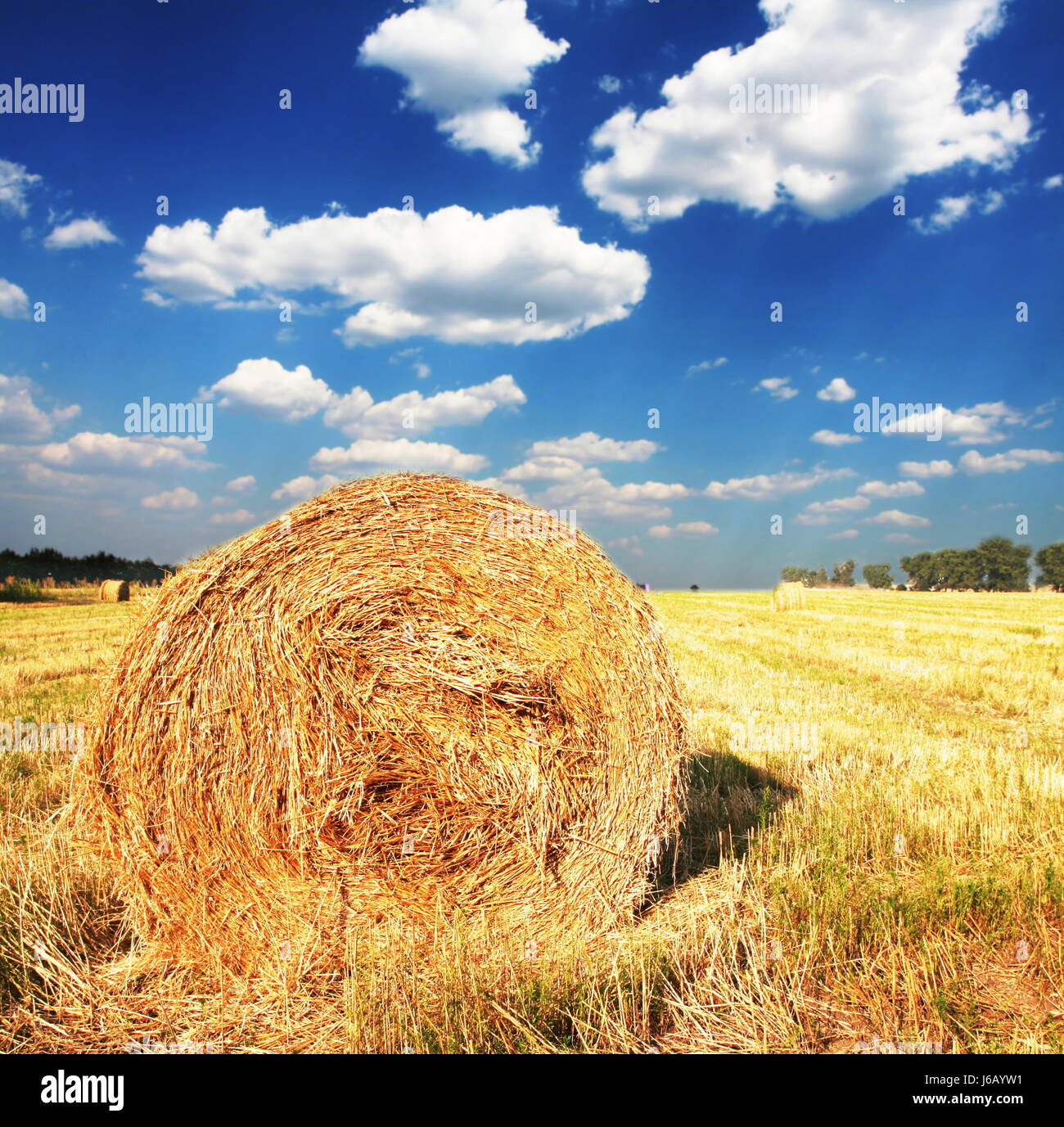 tree trees agriculture farming field summer summerly harvest outdoor ...