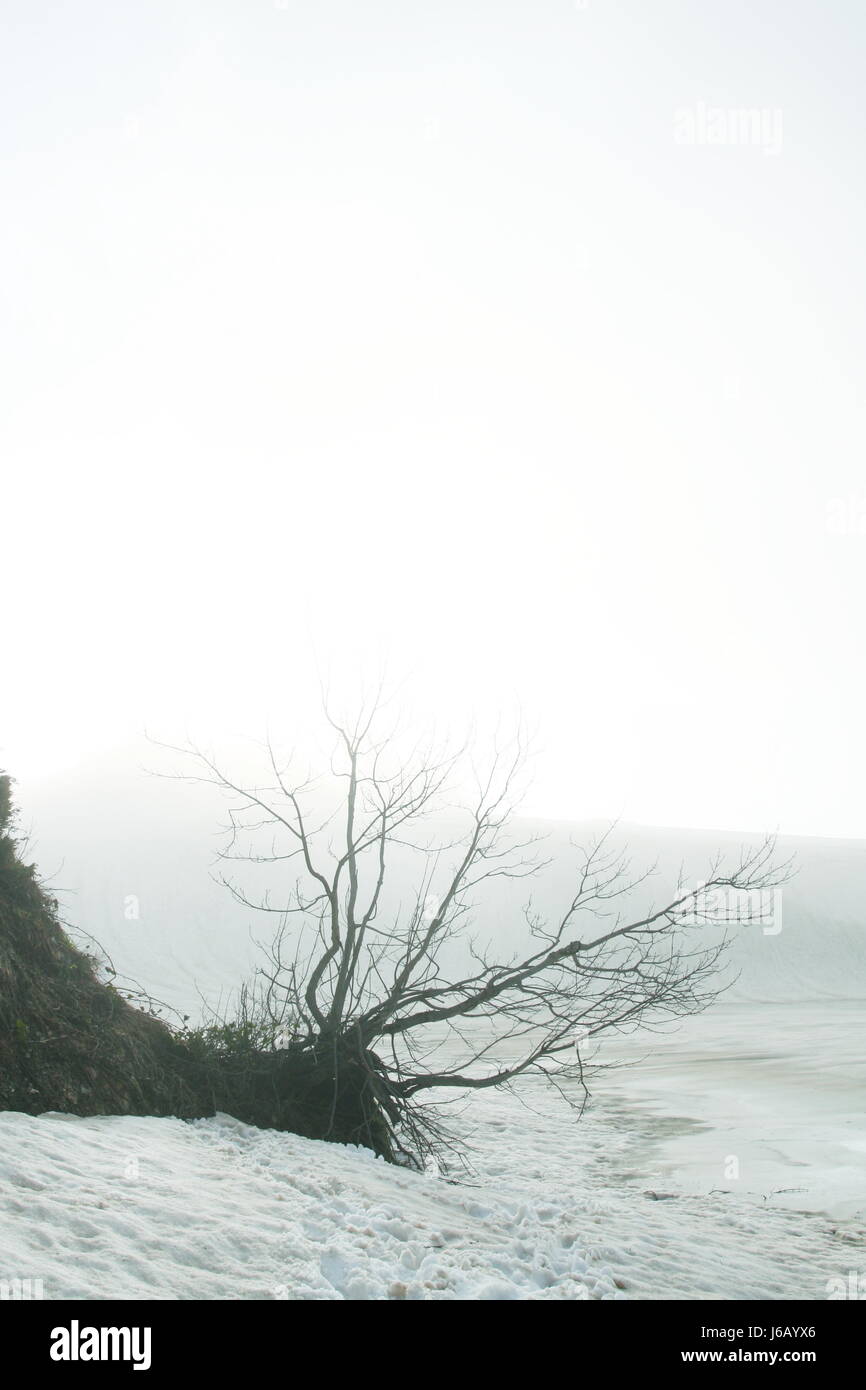 tree wood snow coke cocaine material drug anaesthetic addictive drug ...