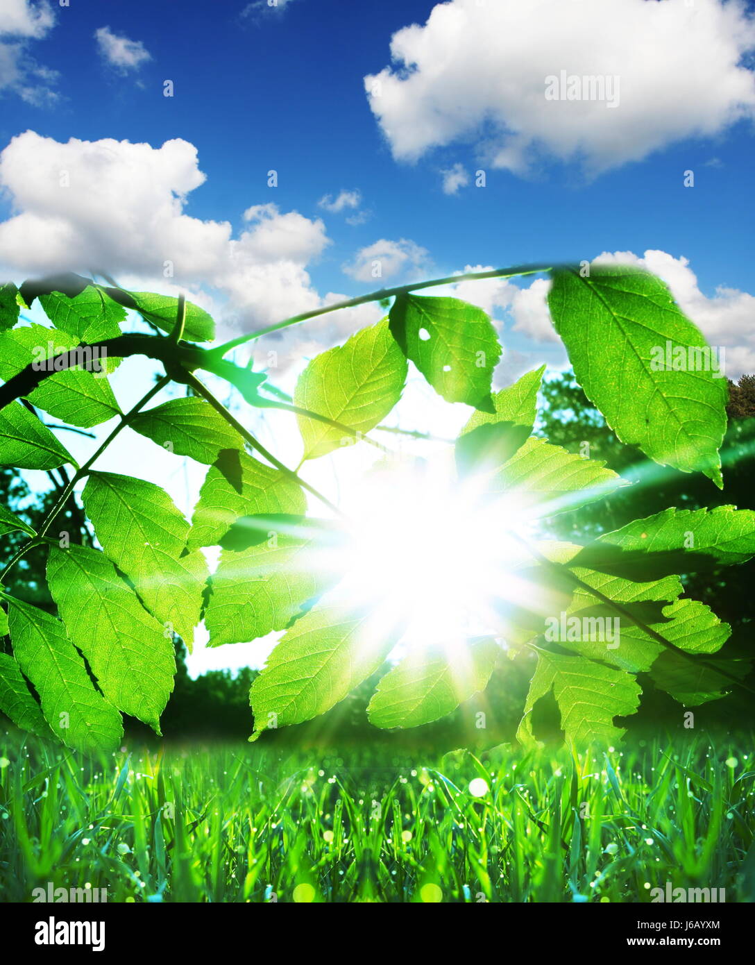 environment enviroment tree garden wood leaves shine shines bright ...