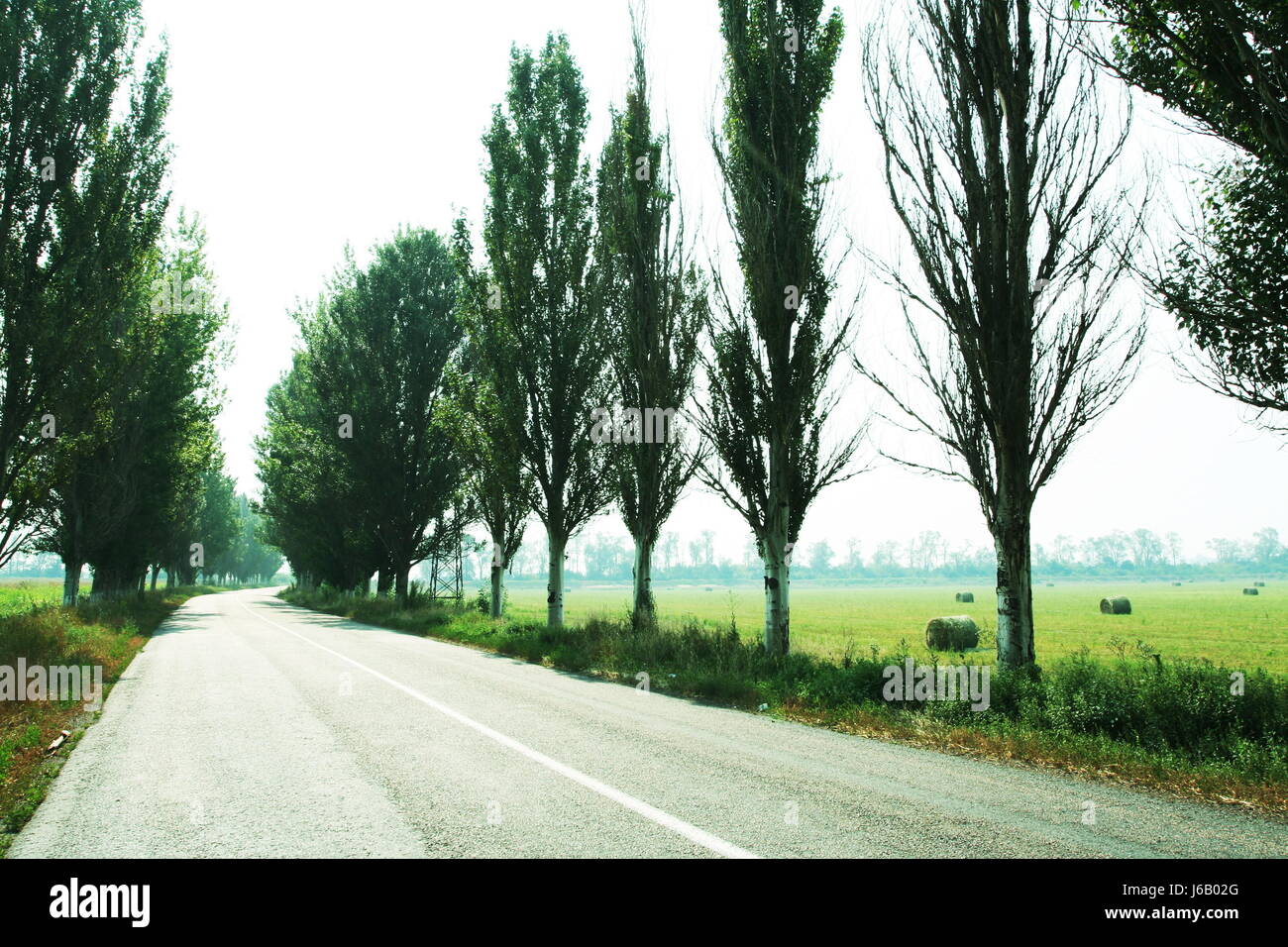 travel tree trees field summer summerly adventure route trip farm road ...