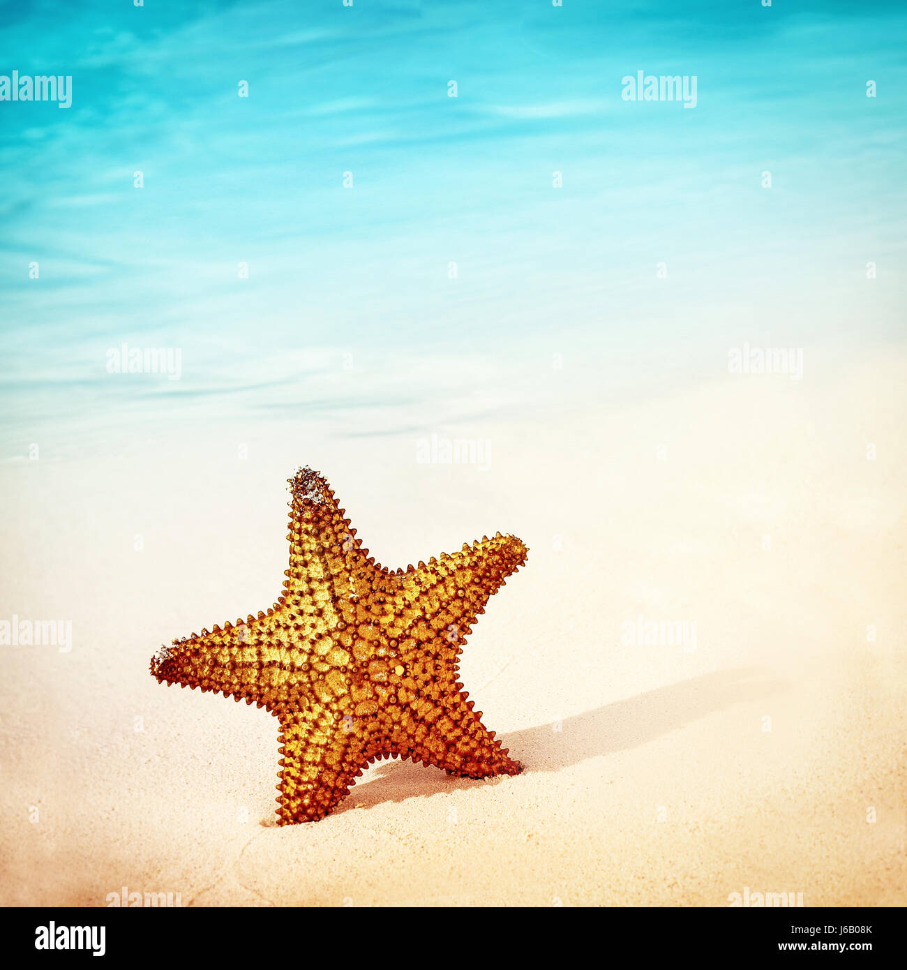 Closeup photo of a beautiful sea star in the clean sand on the beach ...