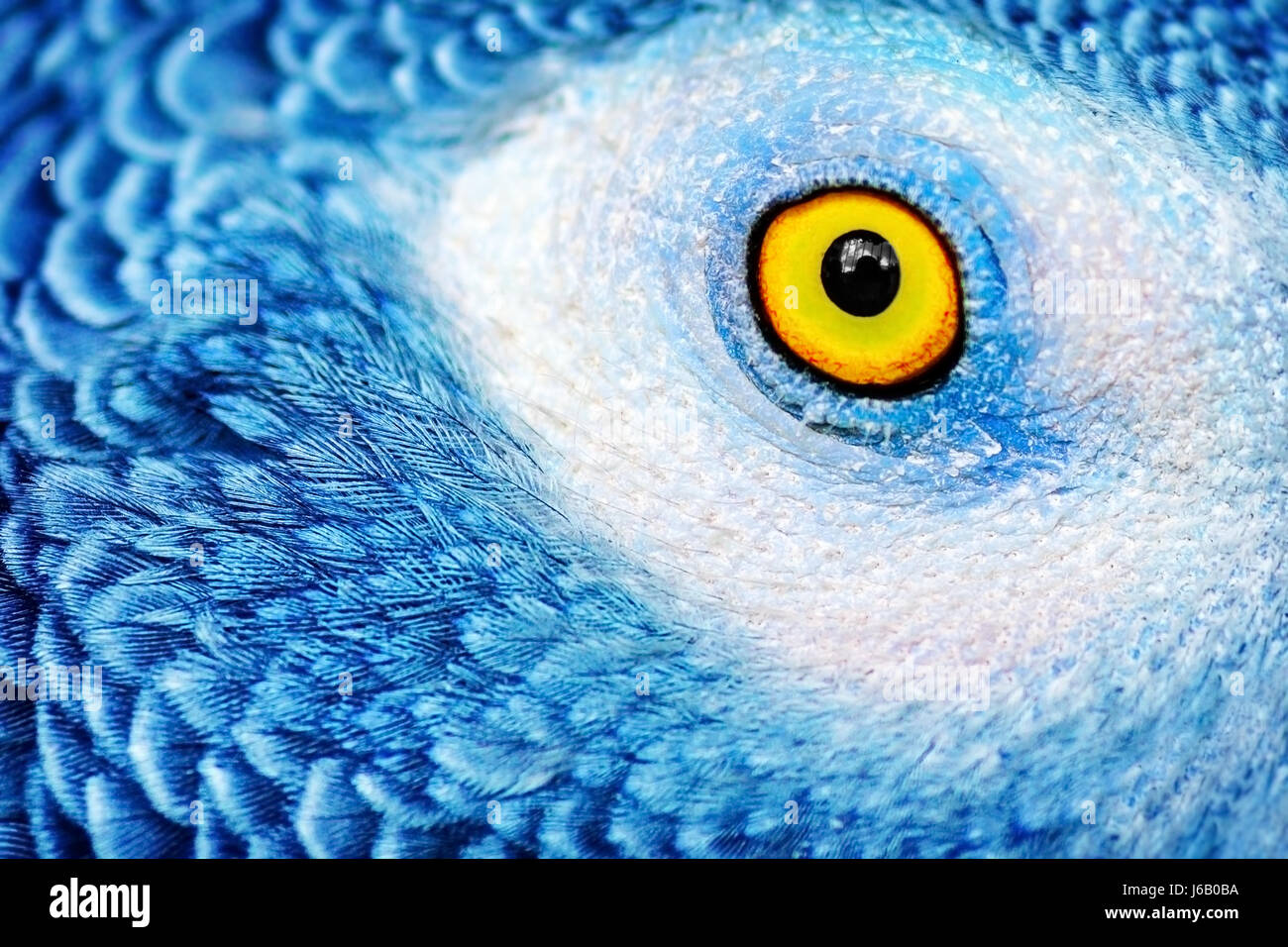 Closeup photo of a yellow eye of the parrot with bright blue feathers ...